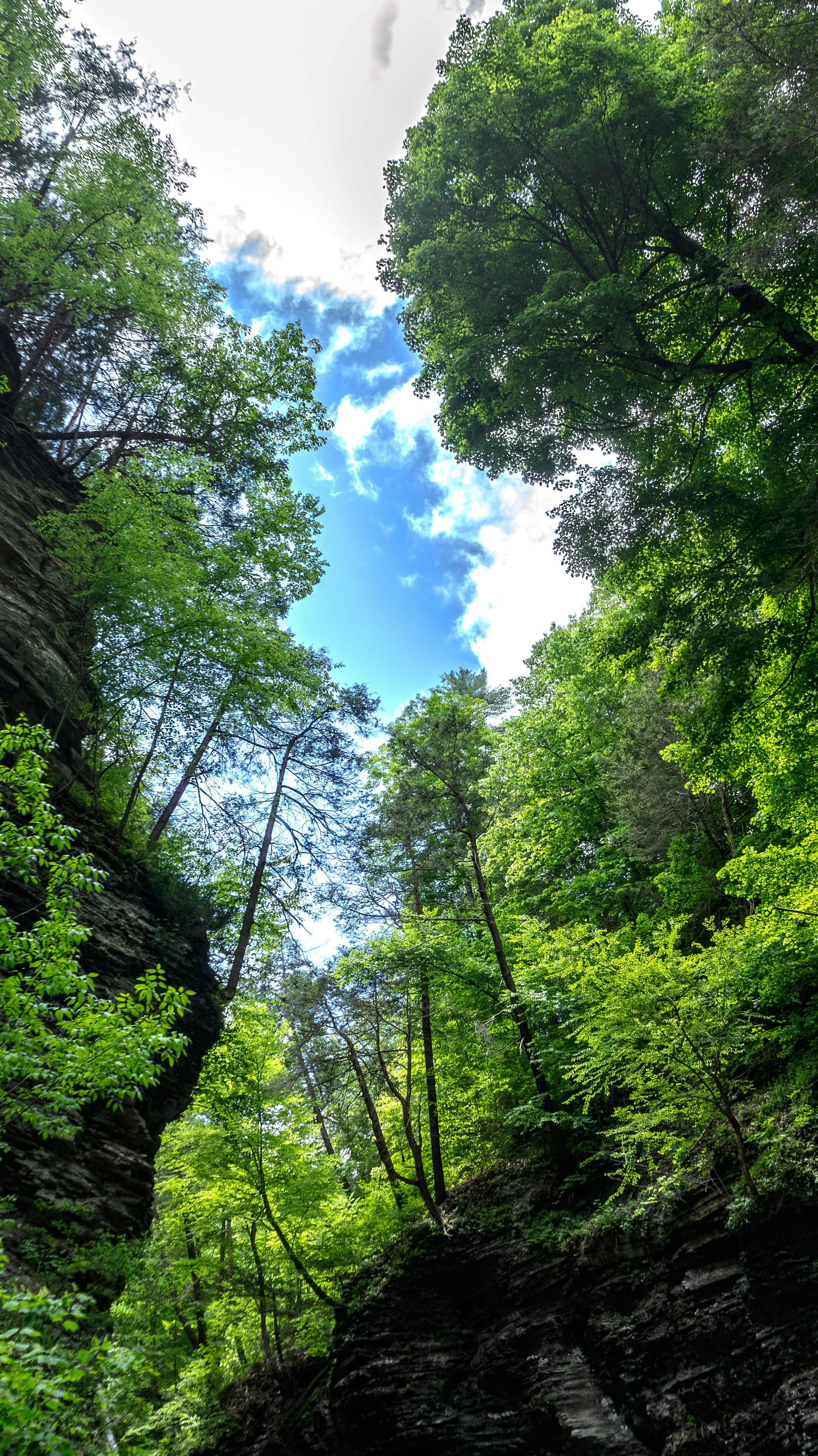 Lush canyon walls rise with bright green foliage under a blue sky, inviting the viewer into a sunlit crevice.