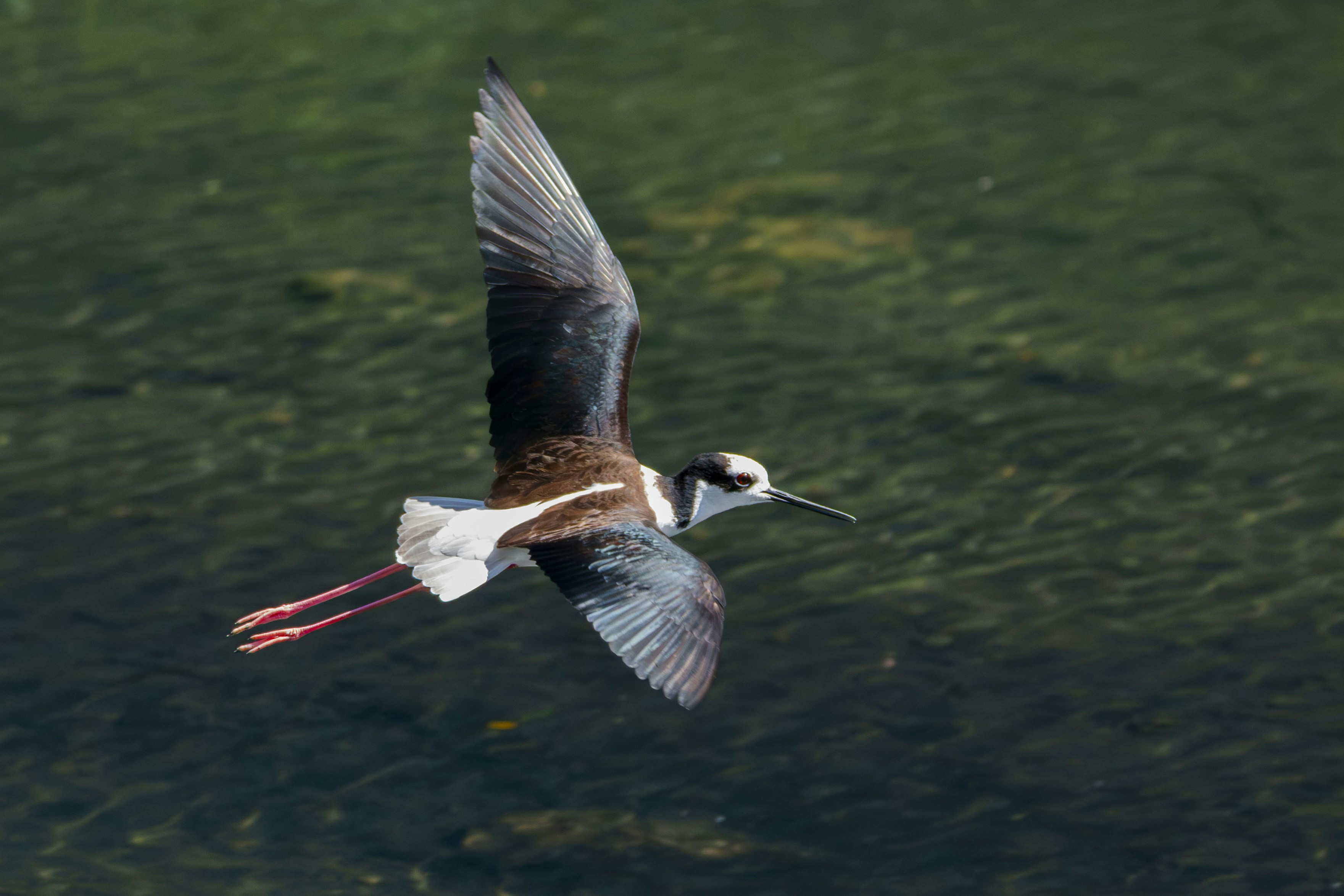 Wingbeat over emerald ripples: a pied stilt in flight