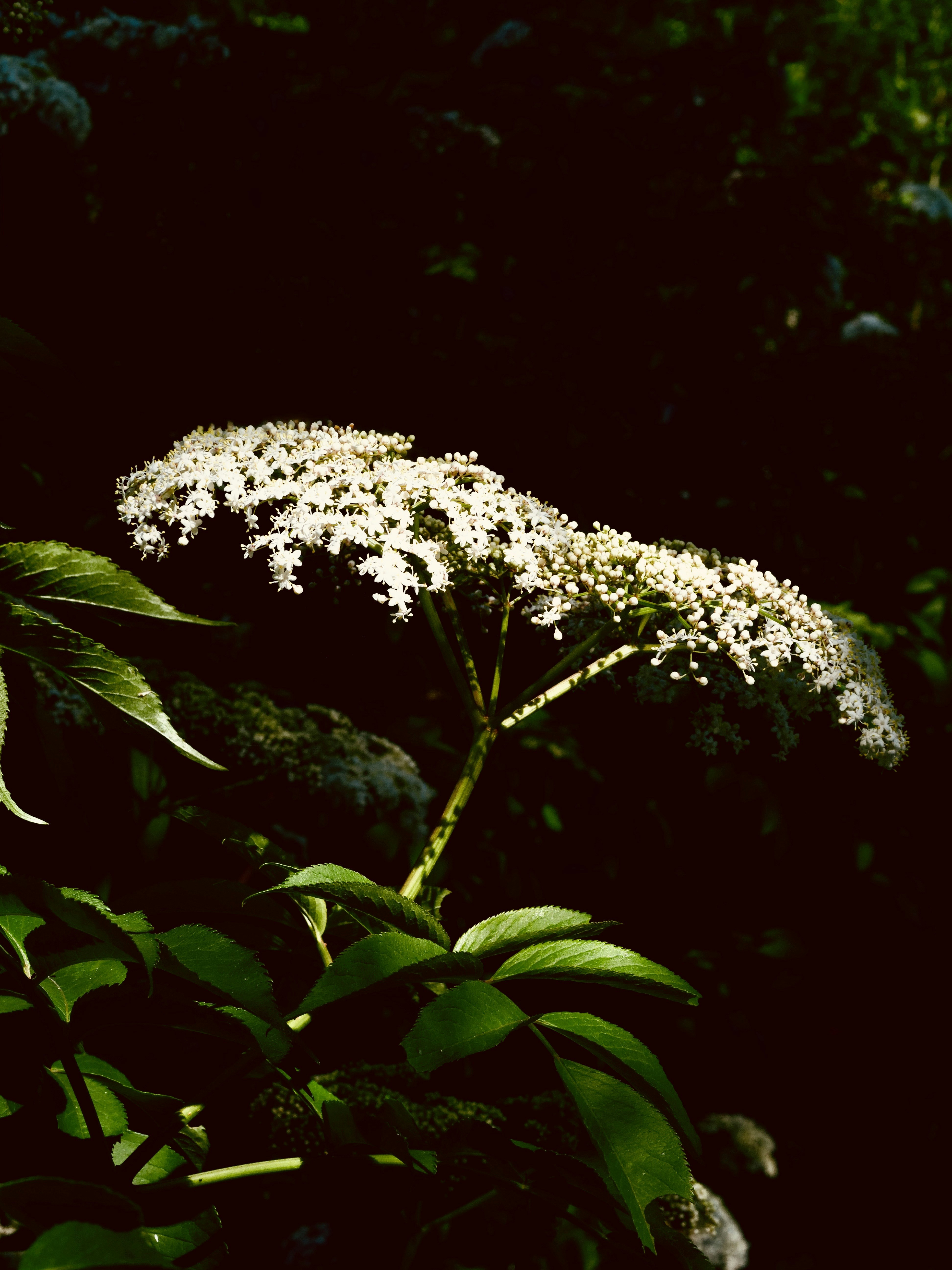 Snowy Umbrella of Blooms Over a Dark Garden