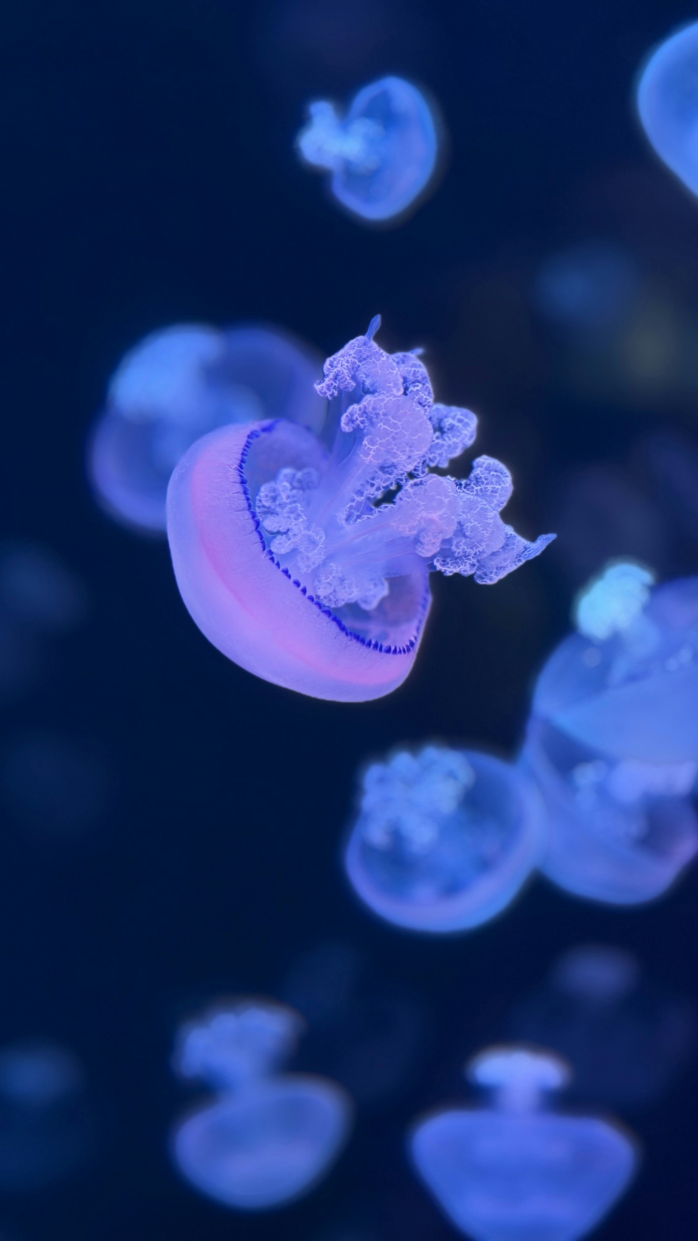jellyfish