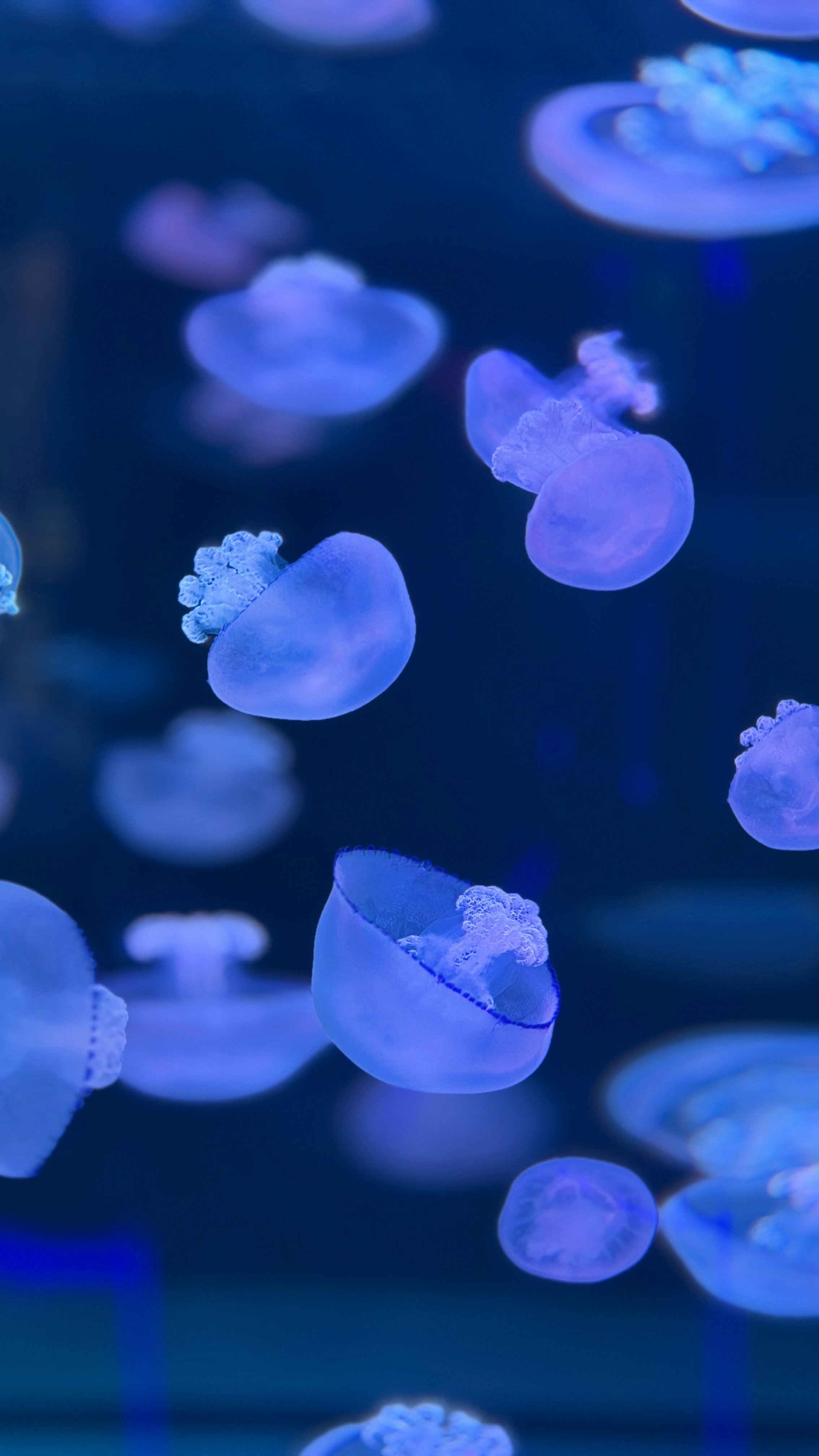 Luminous Jellyfish Drift in a Velvet Blue Tank