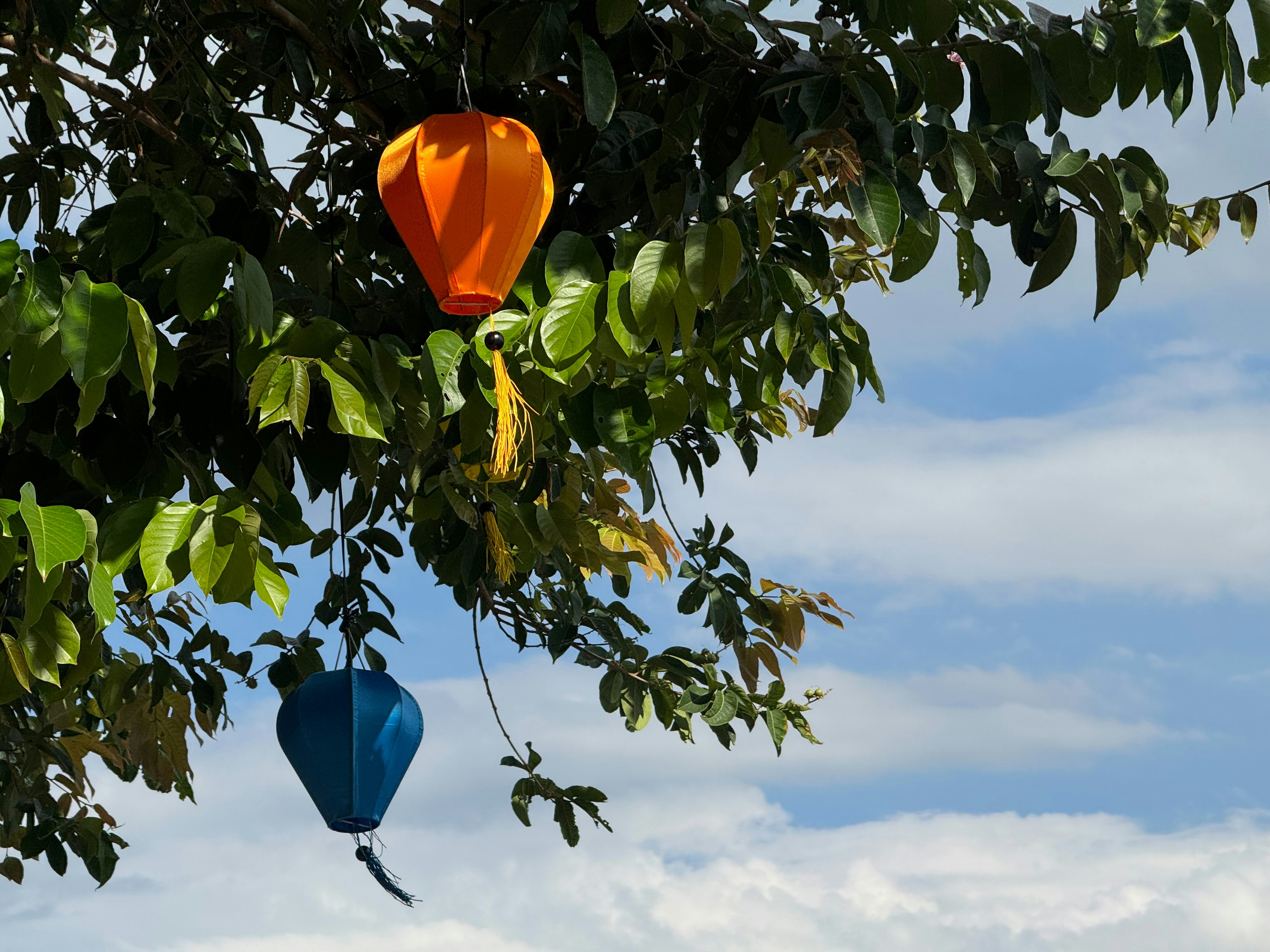 Floating Lanterns Above a Quiet Branch