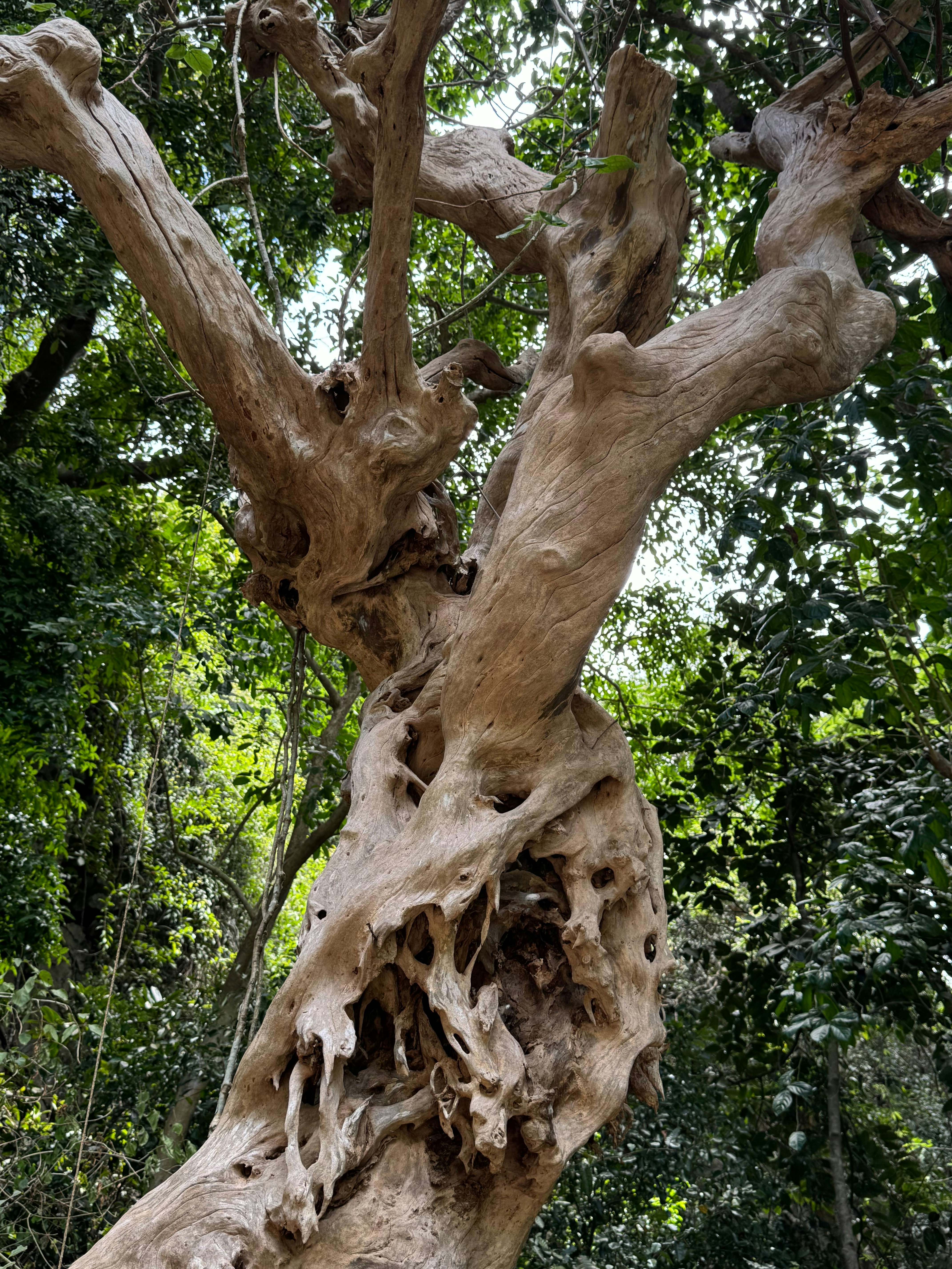 Ancient Trunk in Bloom: A Gnarled Tree with Hollow Carvings