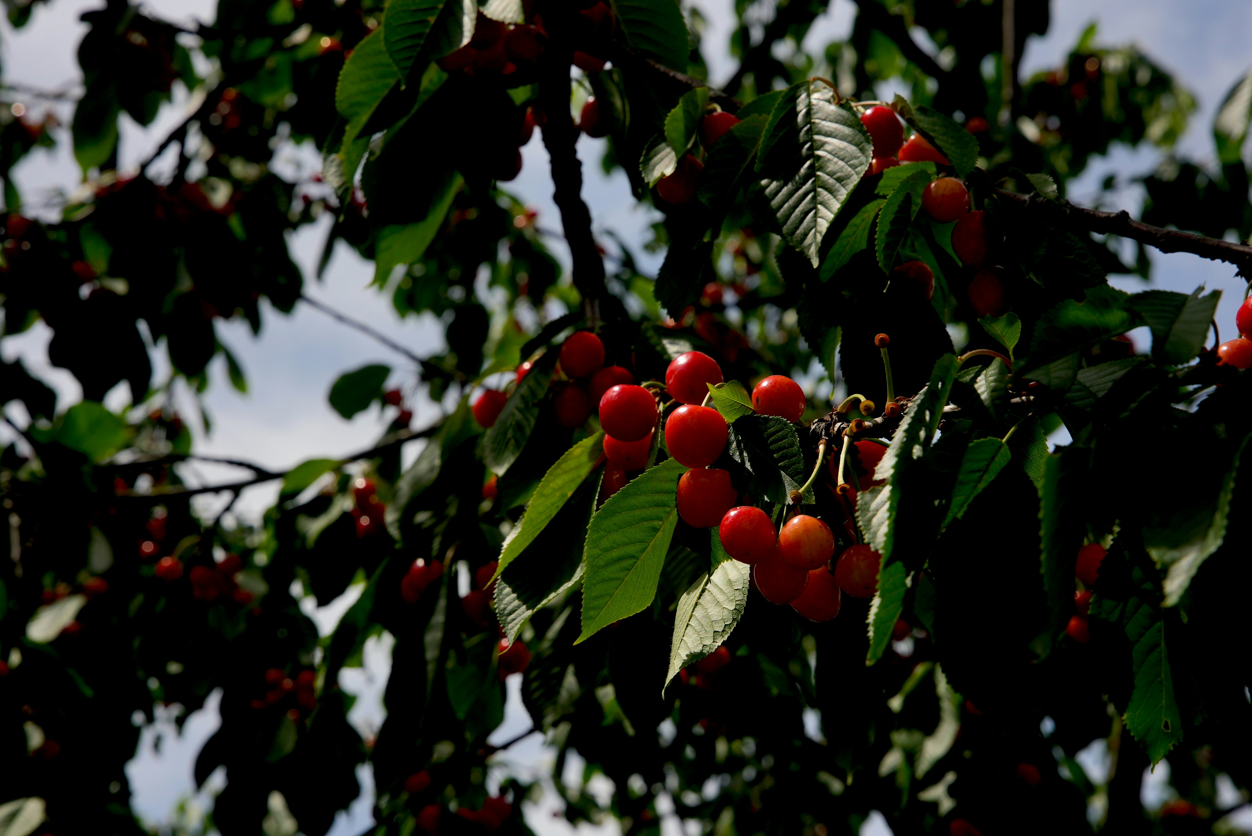 Sunlit cherries in a shaded canopy