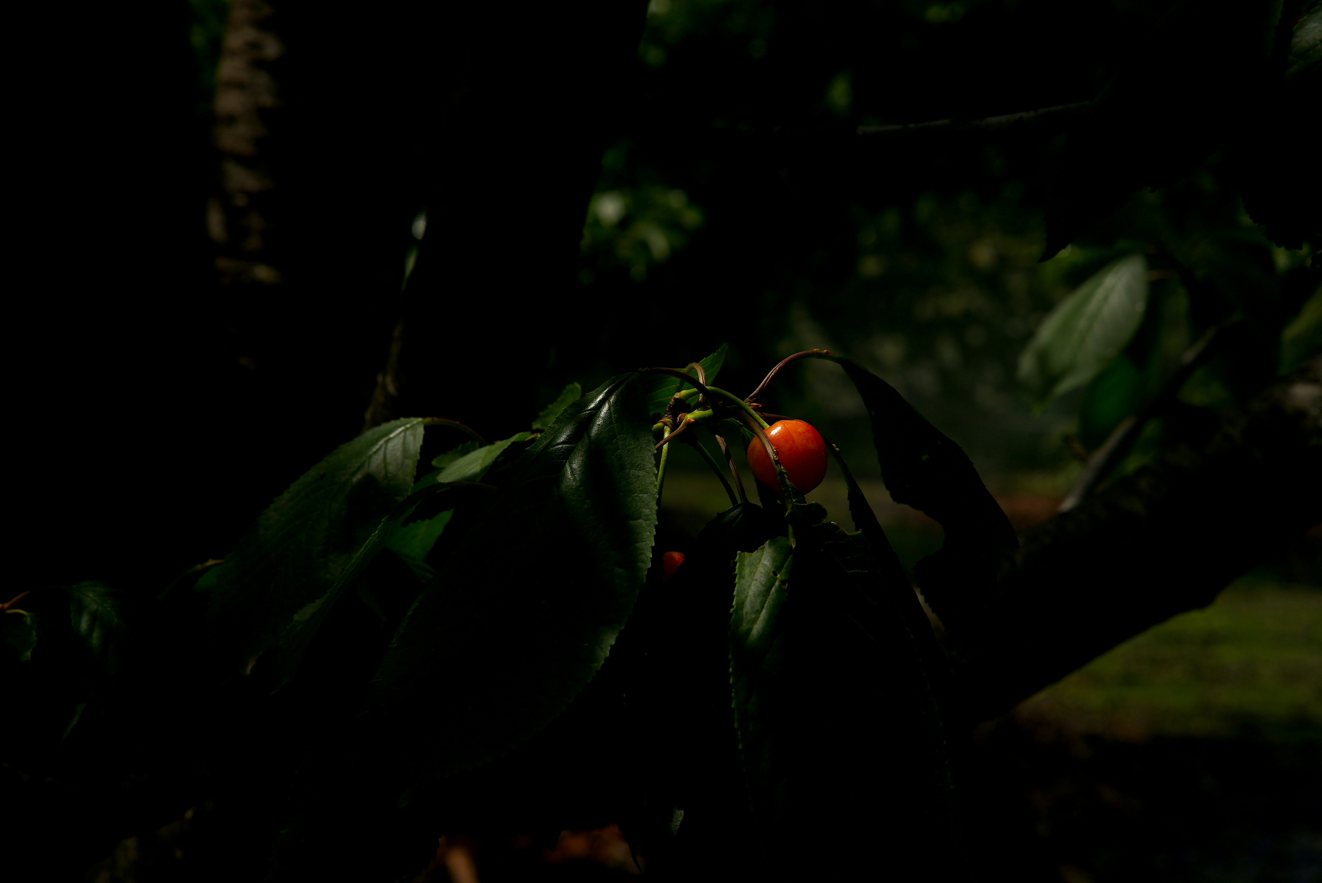 Low-Light Cherry: A Hidden Red Amid Dark Foliage