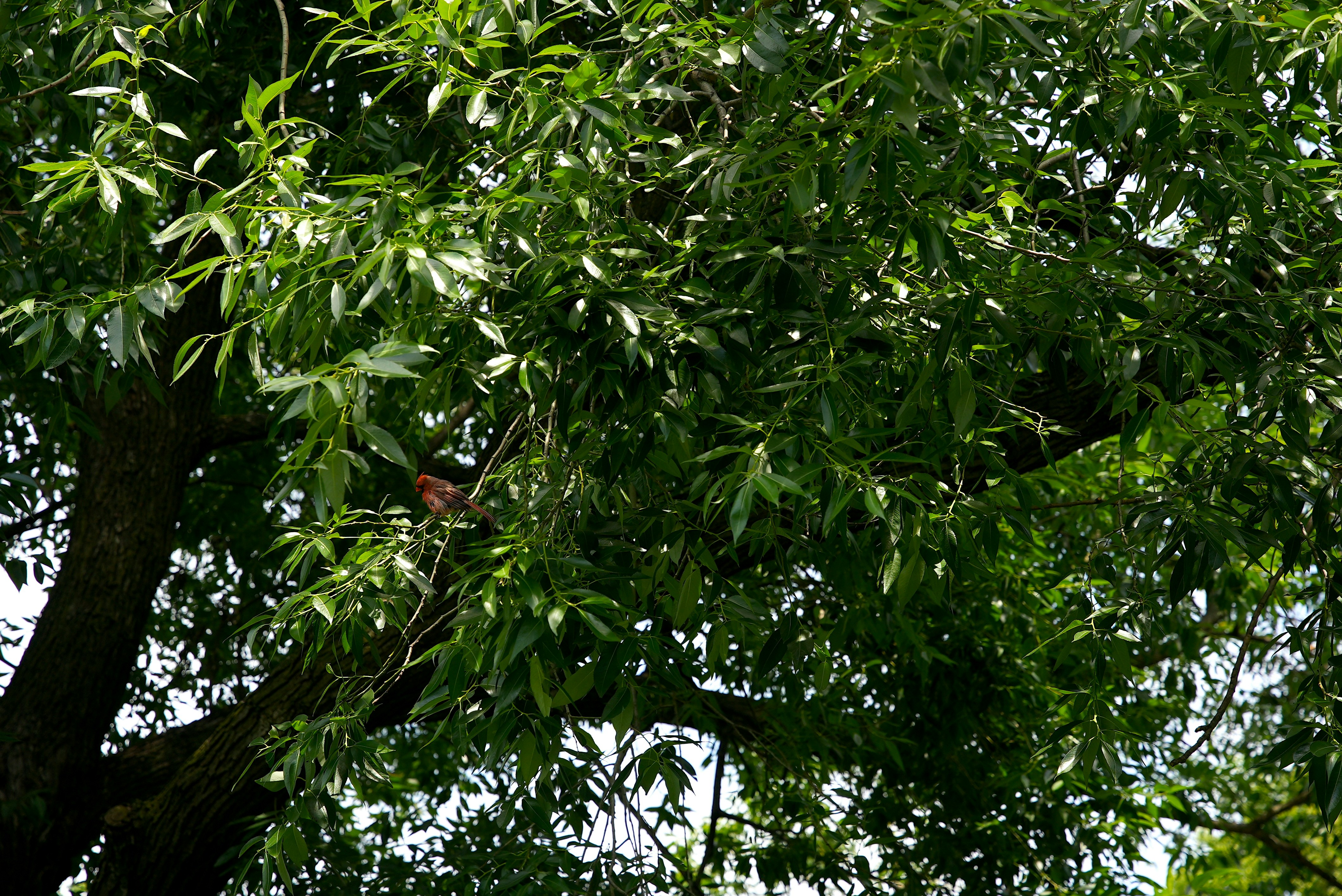Sunlit Foliage: A Hidden Arboreal Canopy