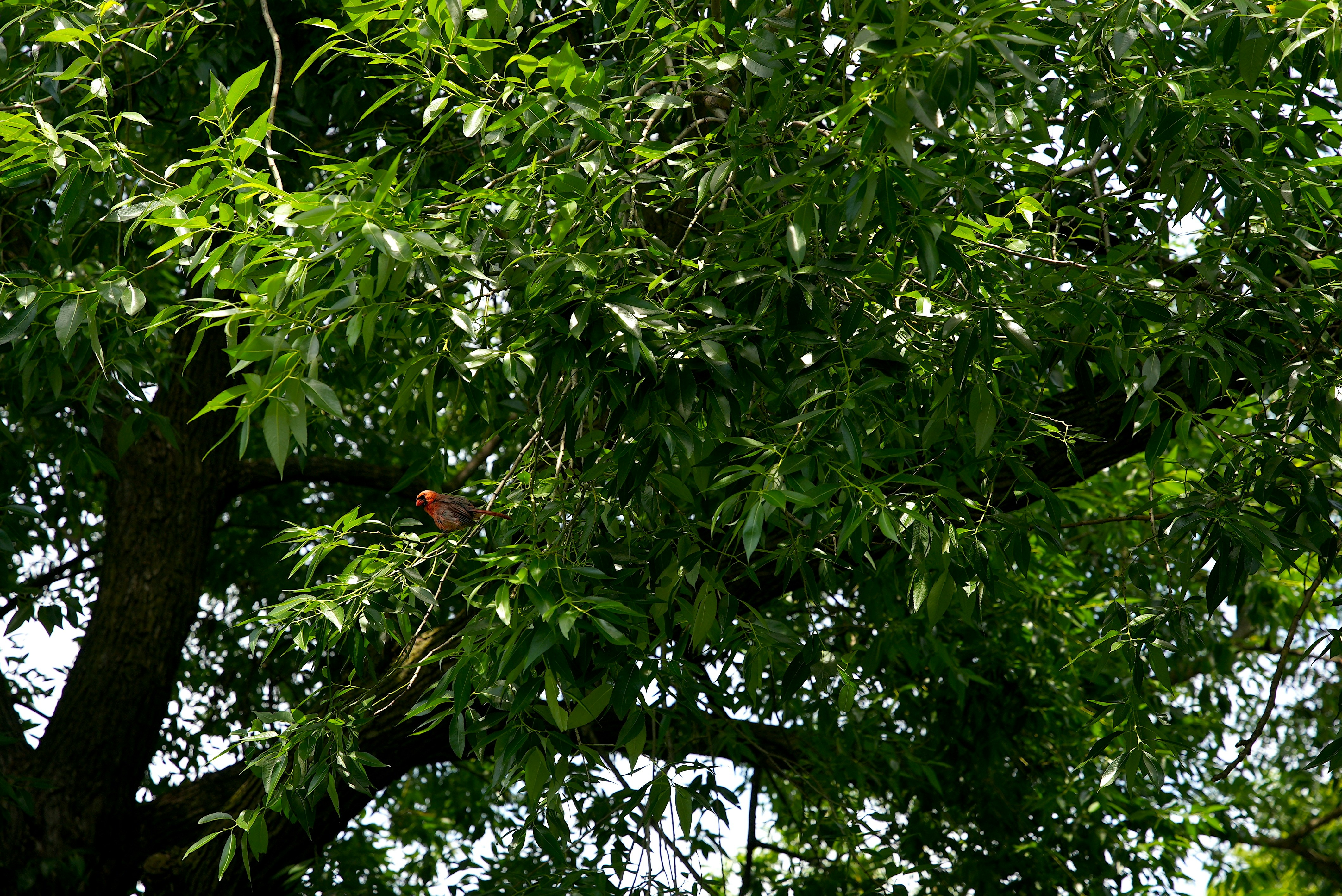 Red-Furred Songbird in the Canopy