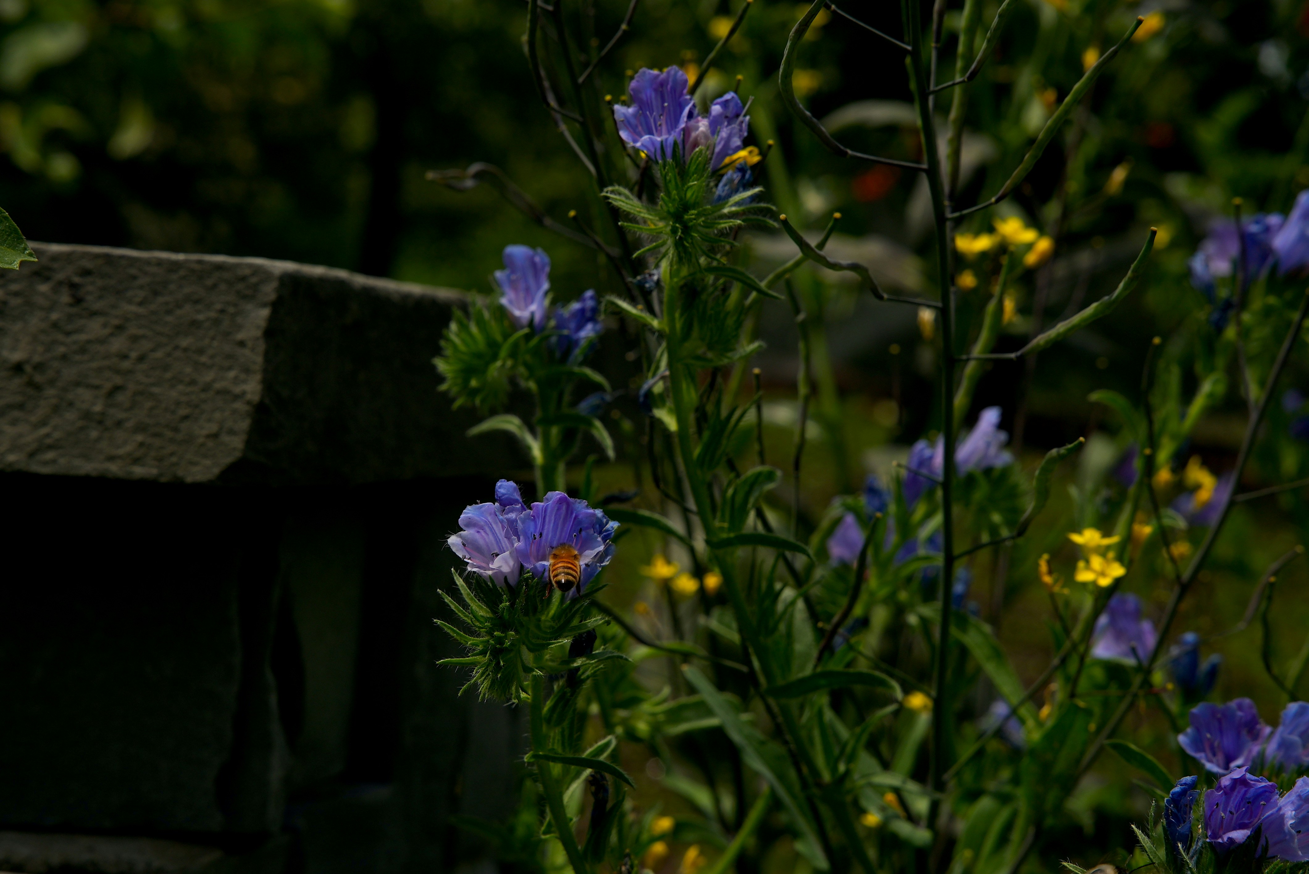Purple iris blossoms reach toward a sunlit edge of the garden