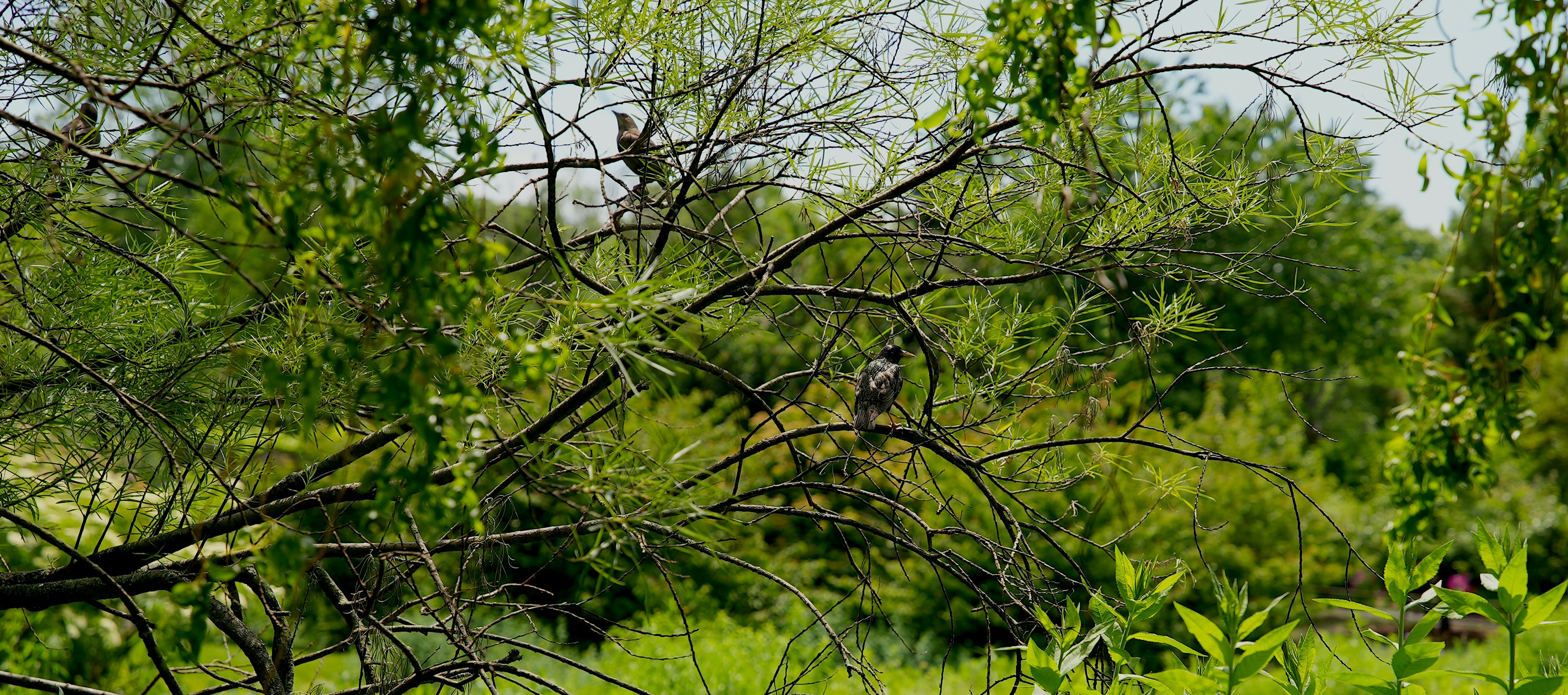 Hidden Owl in the Green Tangle