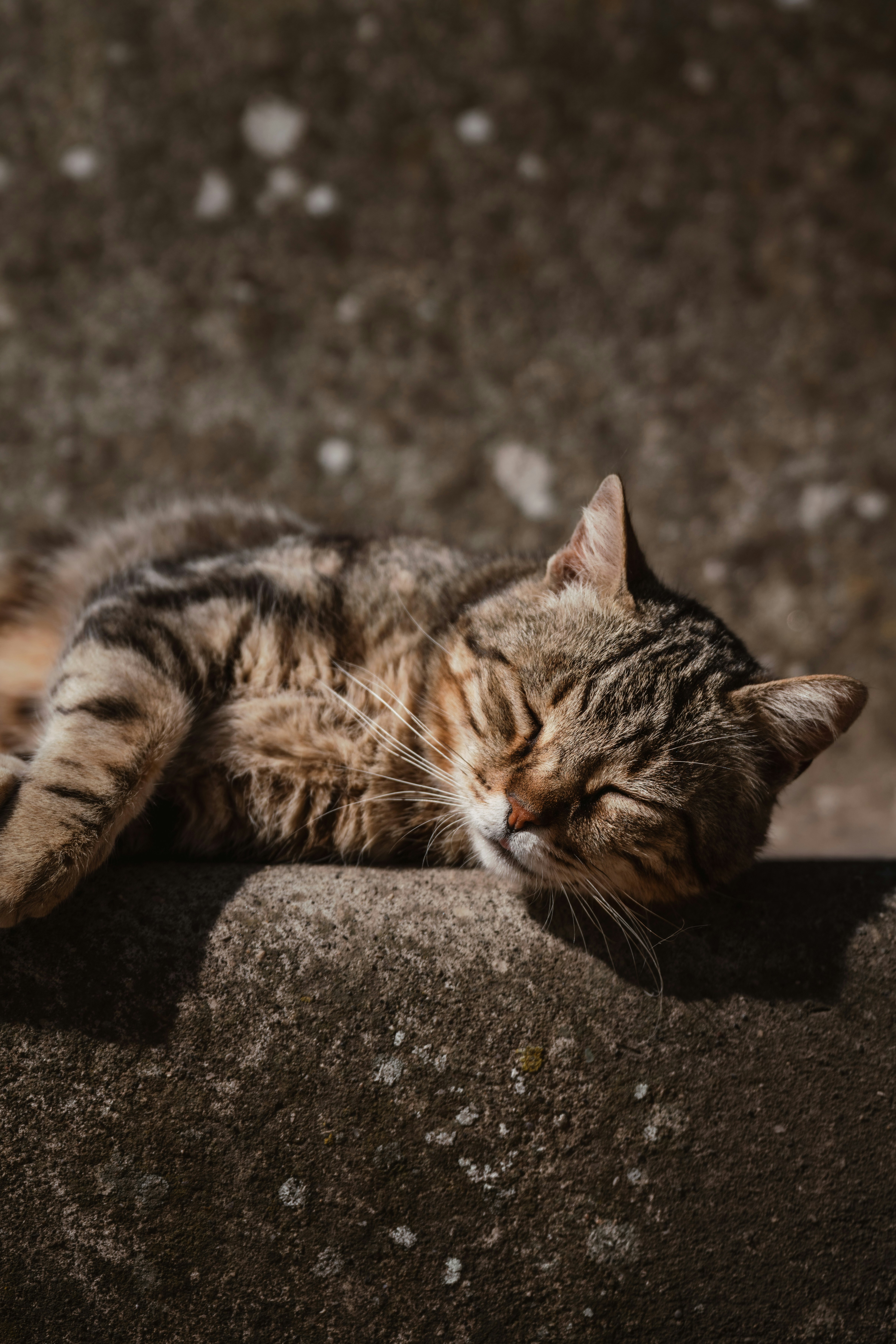 Nap on a Warm Concrete Riser