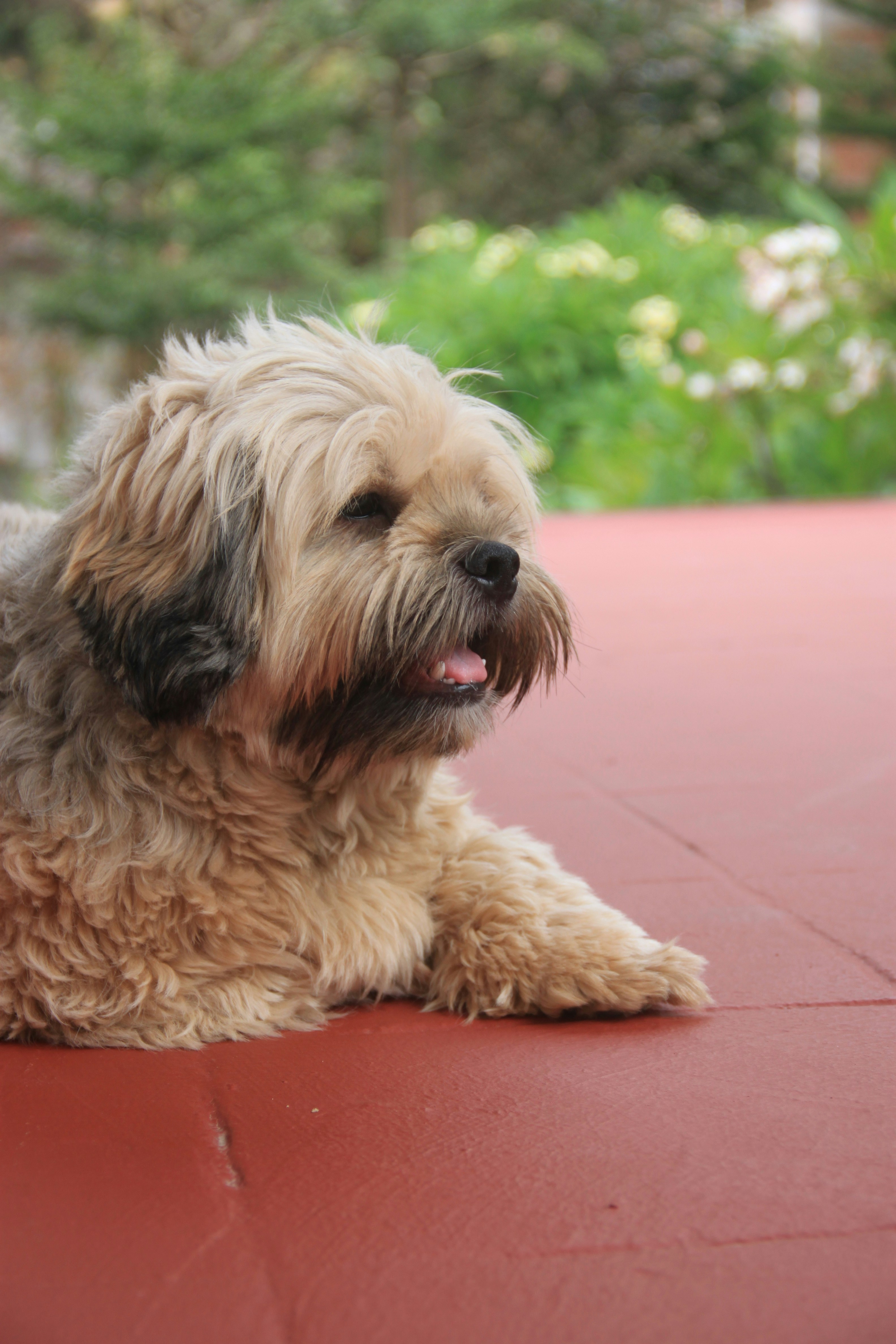 Lounge of a Loyal Cloud: A Small Scruffy Terrier at Rest on Terracotta Tiles