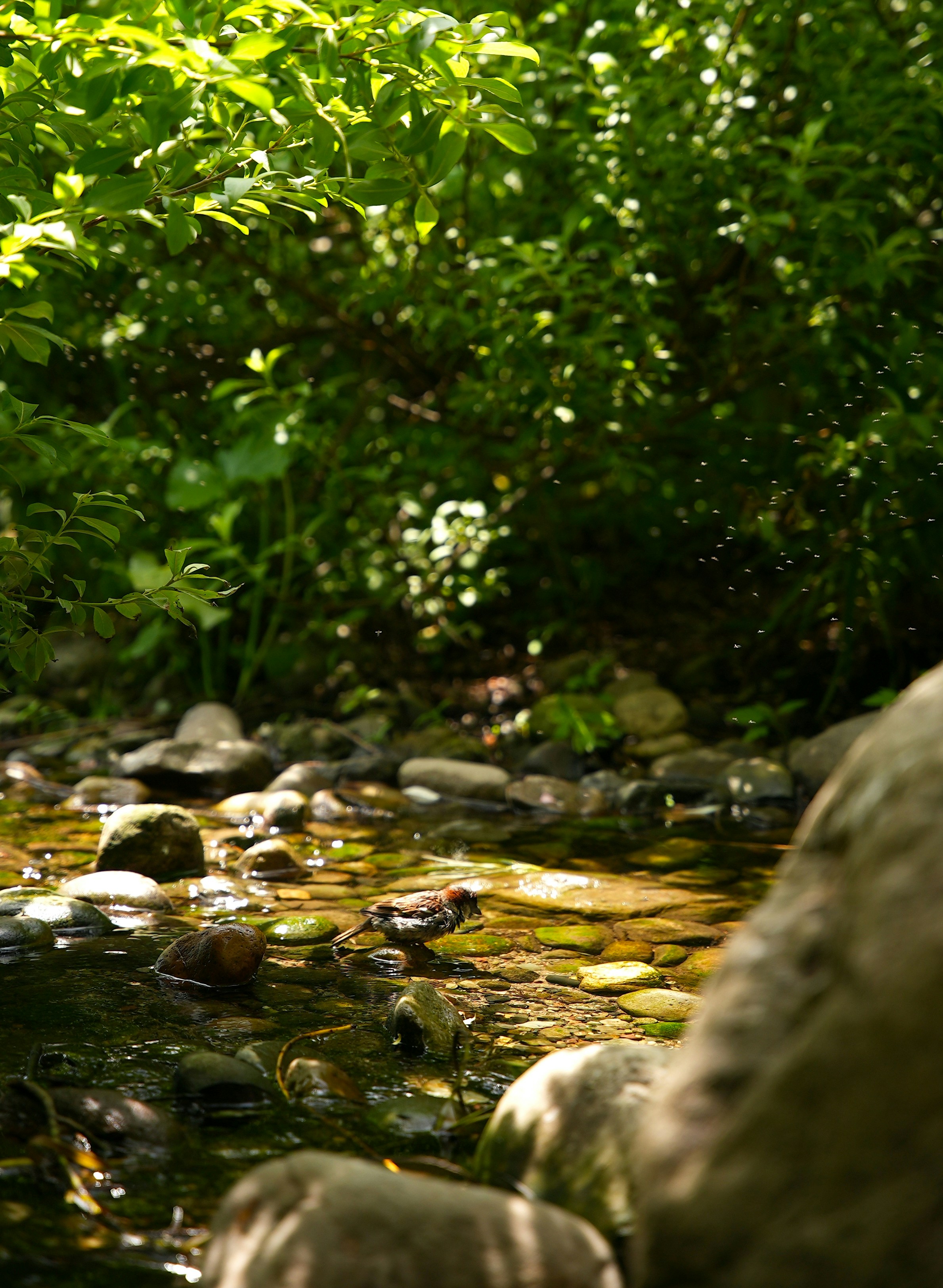 A small bird wades in a sunlit rocky stream.