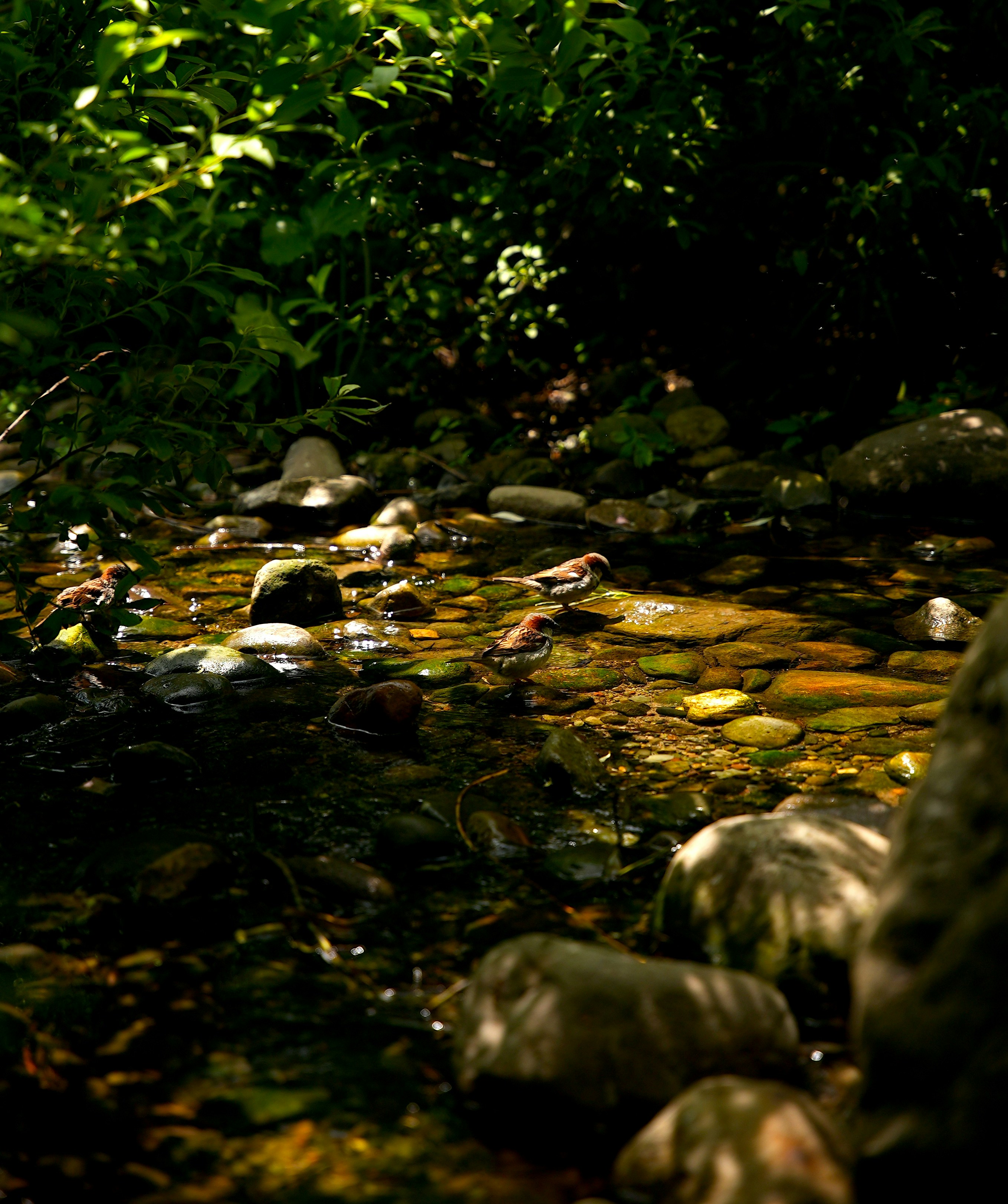 Small birds wading in a sun-dappled forest stream.