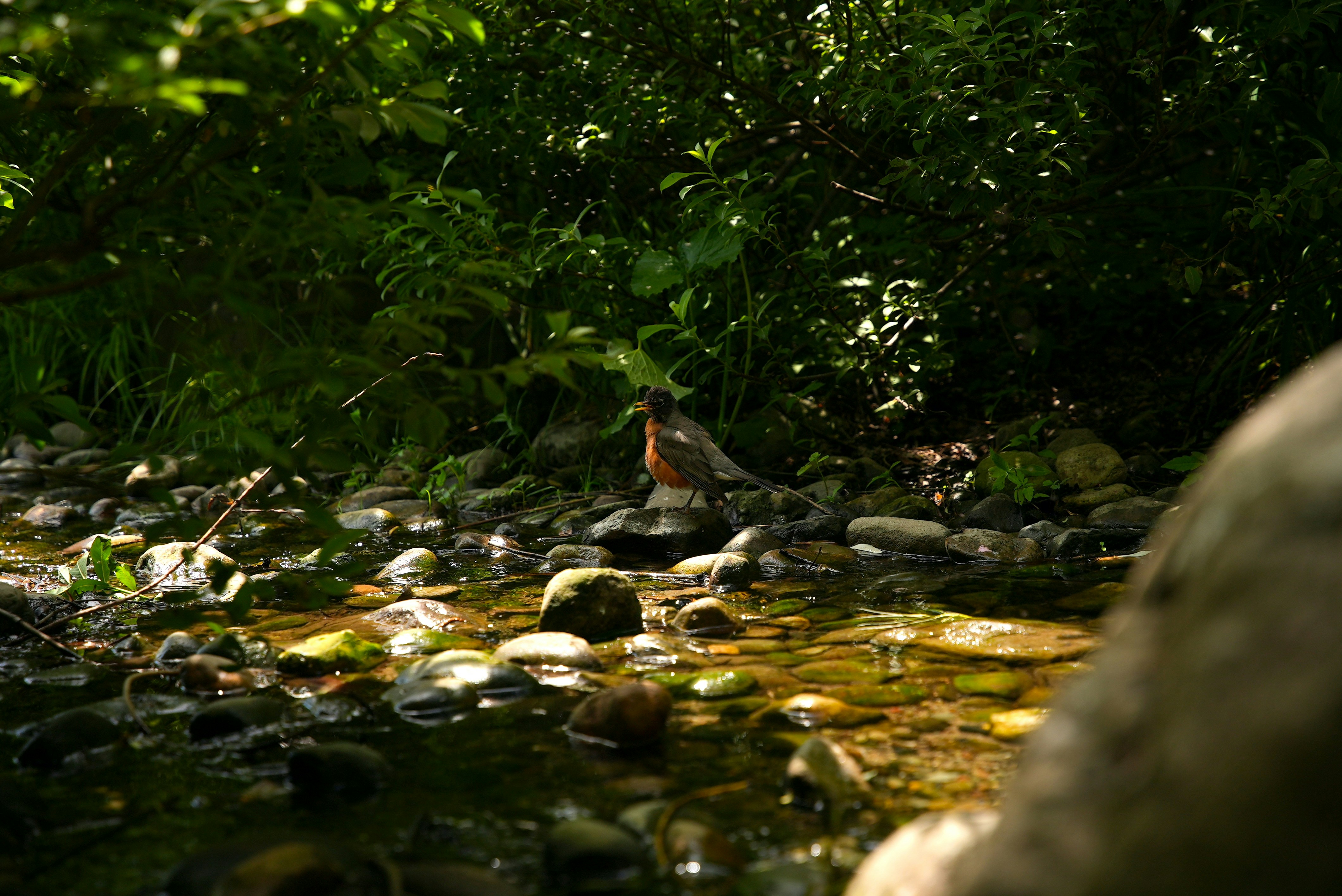 Rusty robin perched by a sunlit stream among smooth river stones