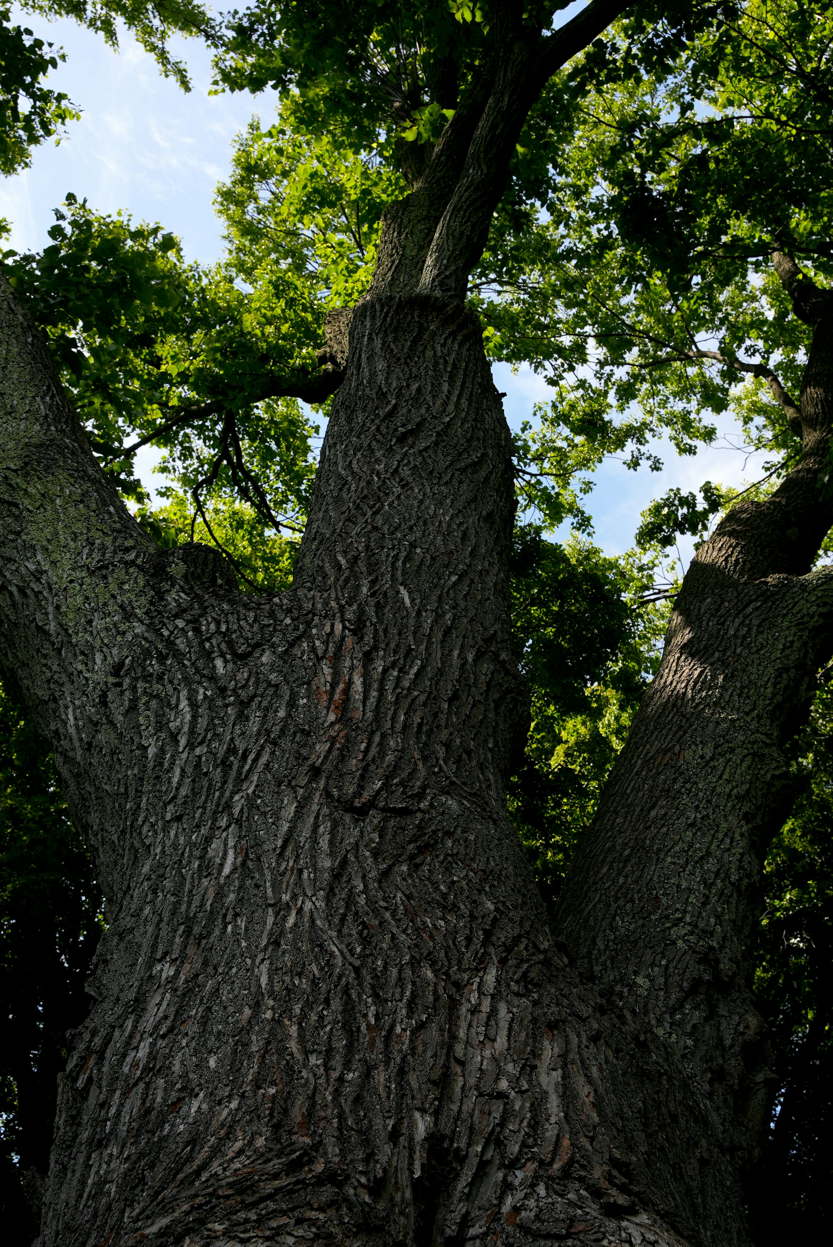 Gnarled Sentinel: A Sunlit Trunk Reaches Toward the Canopy