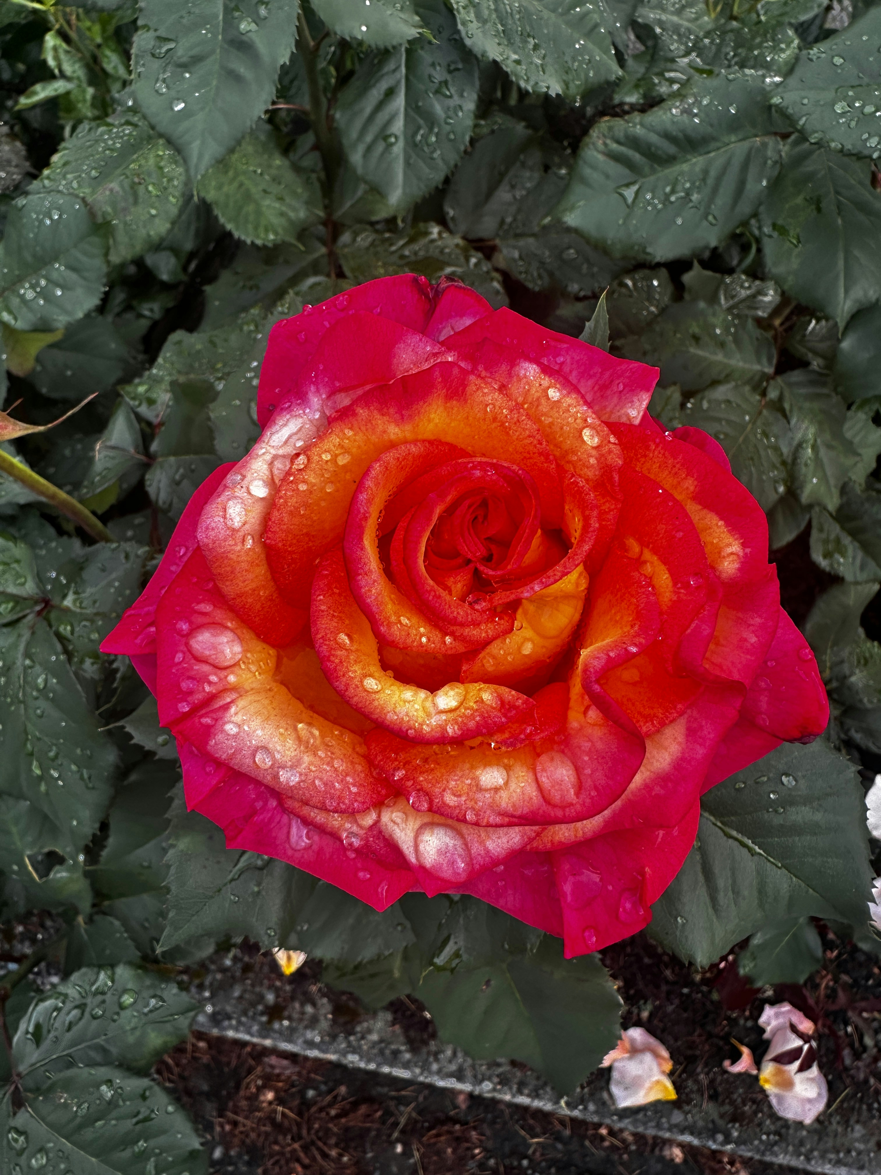 Velvet Inferno: a Rose in Sunset Pink and Gold