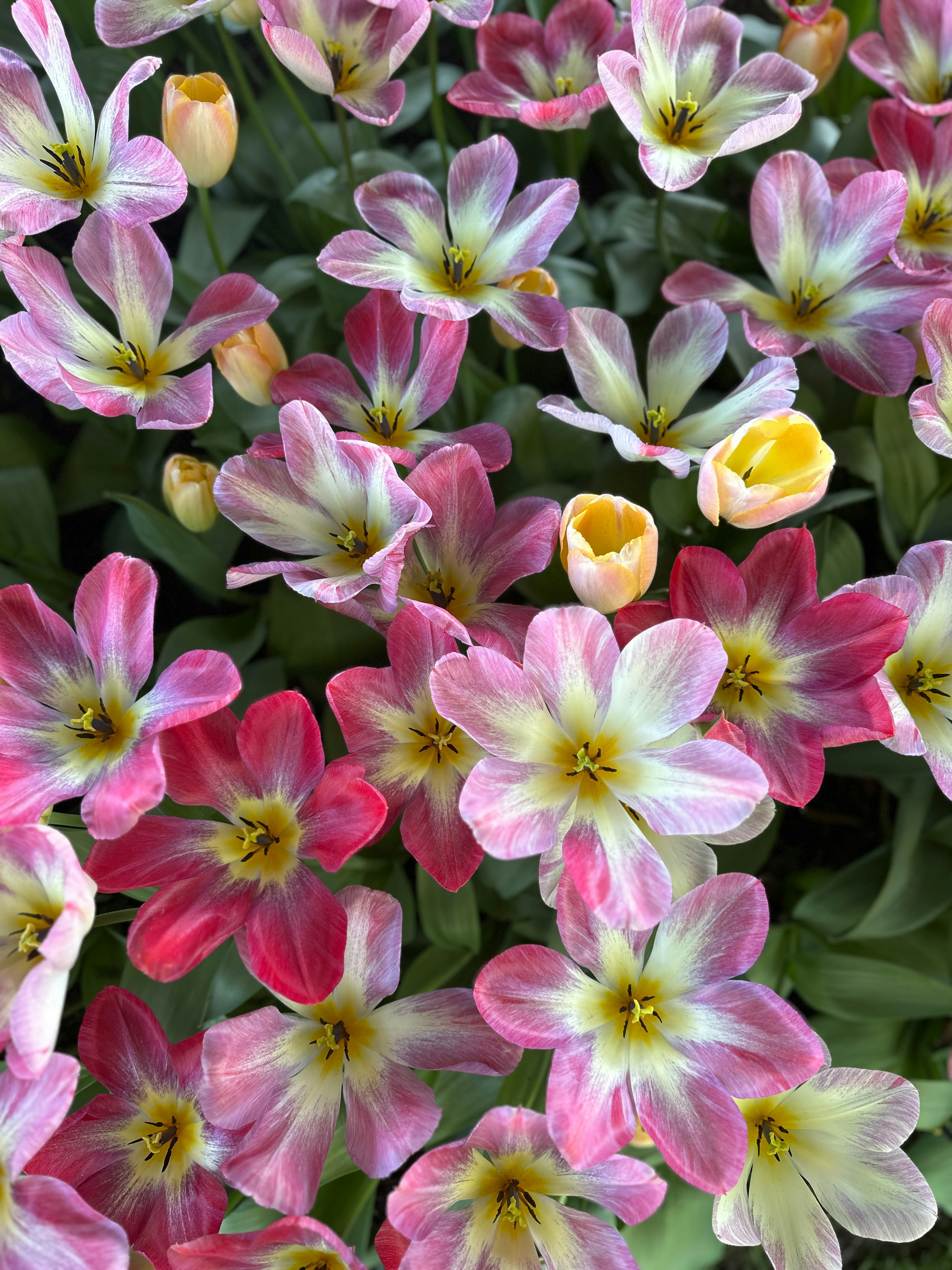 Vivid Patchwork: Pink, Yellow, and Cream Tulips in a Dense Bed