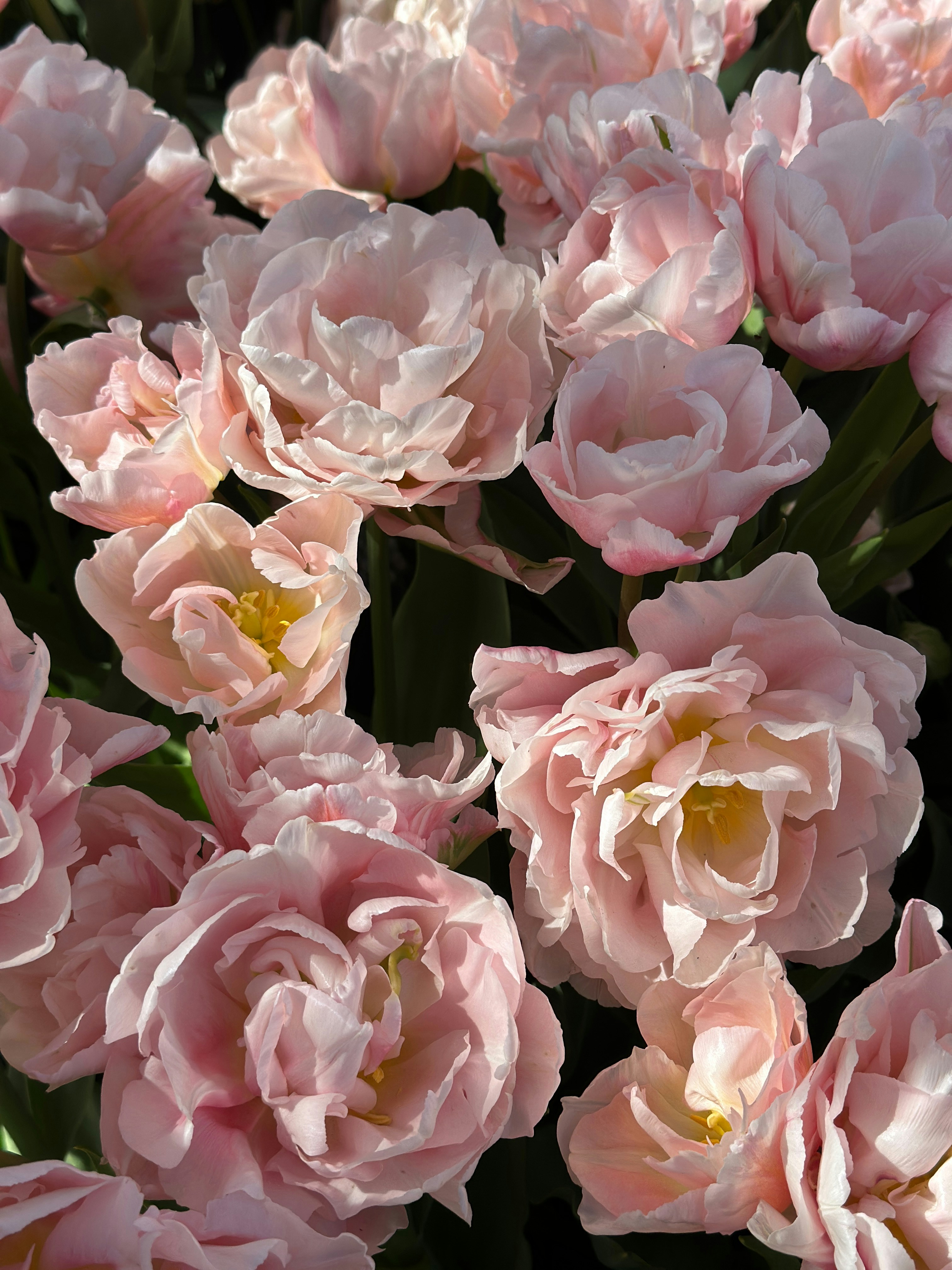 Beautiful light pink florals