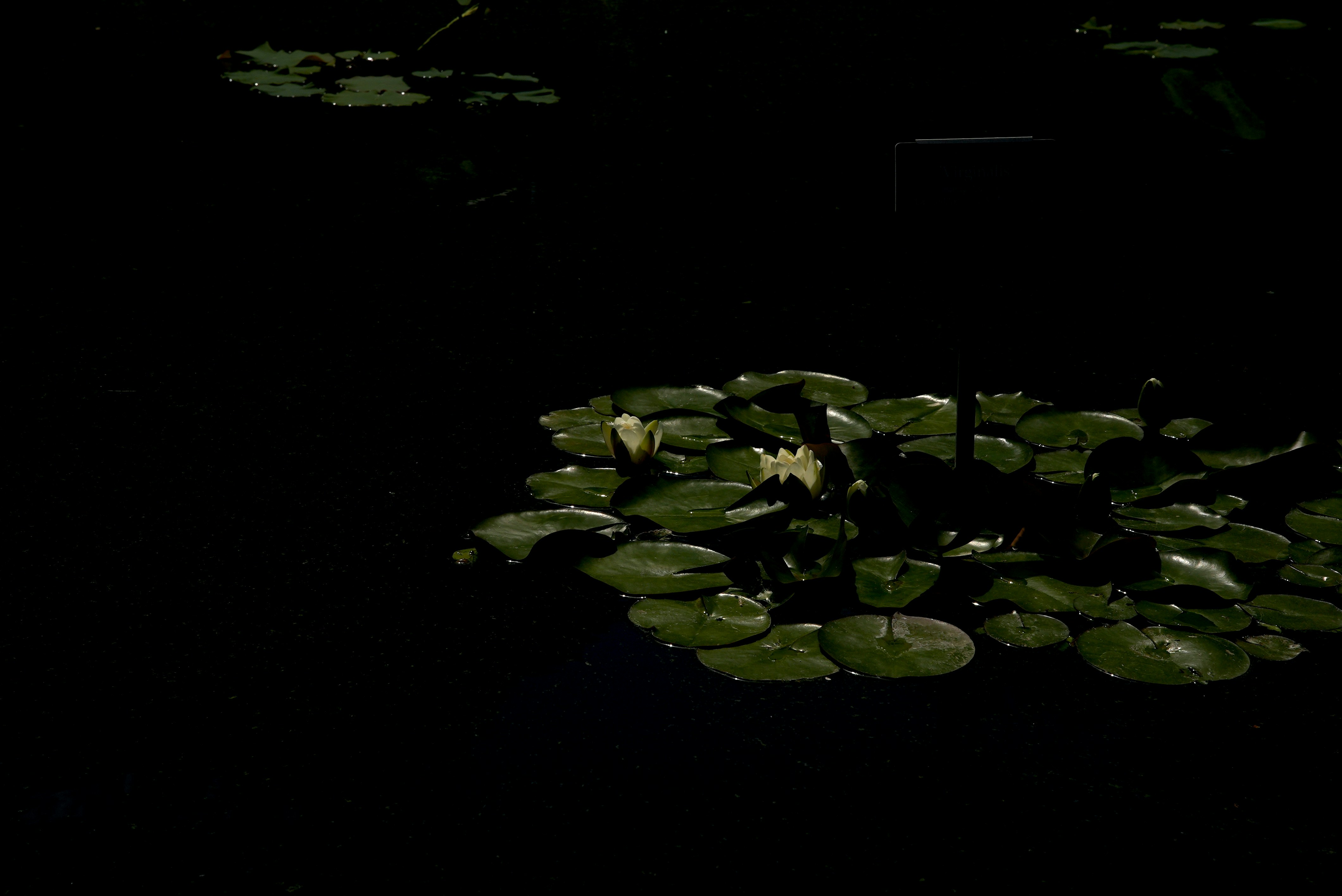 Moonlit Lily Pad Stillness