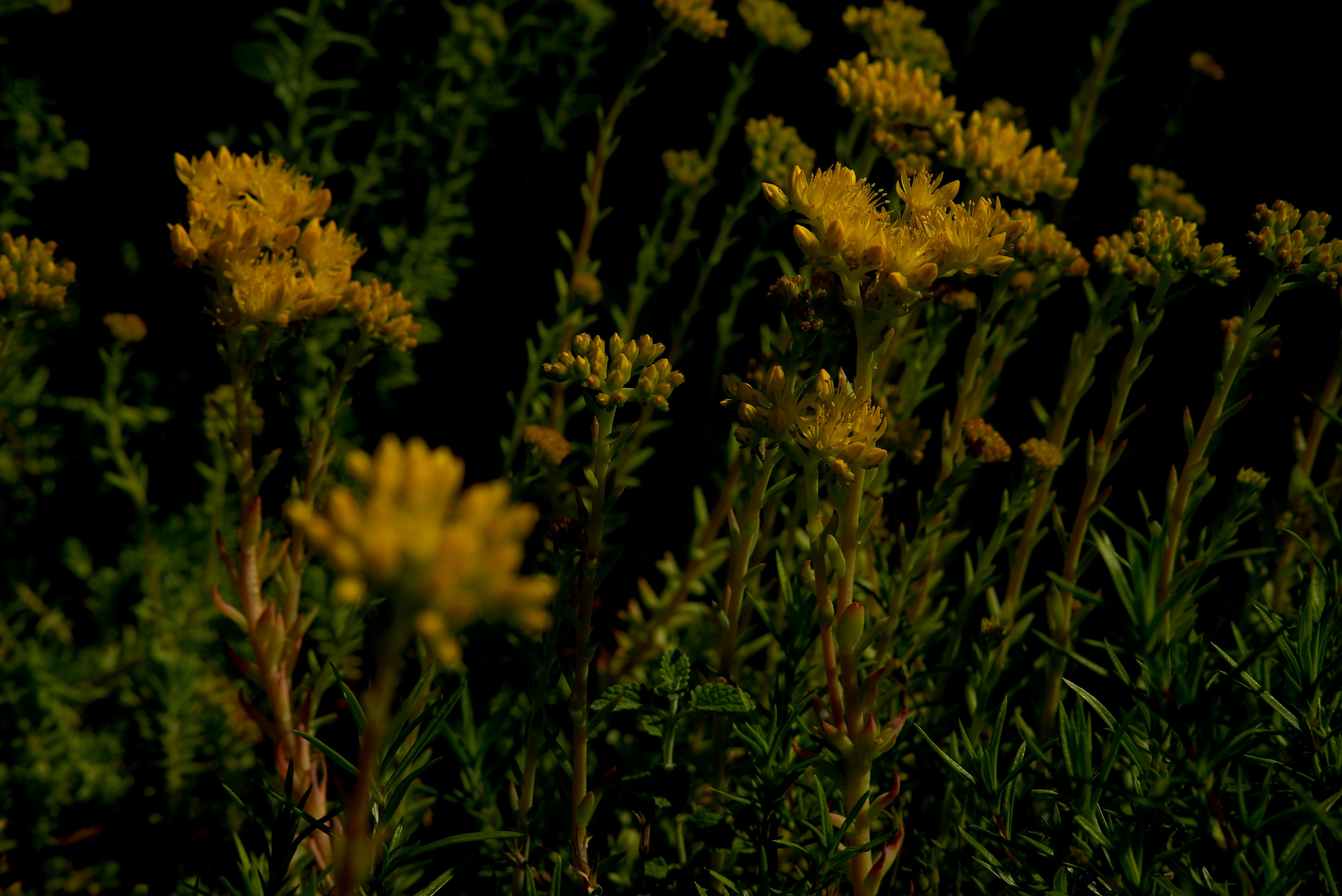 Dark-Field Gold: Evening Wildflowers in Shadowed Light