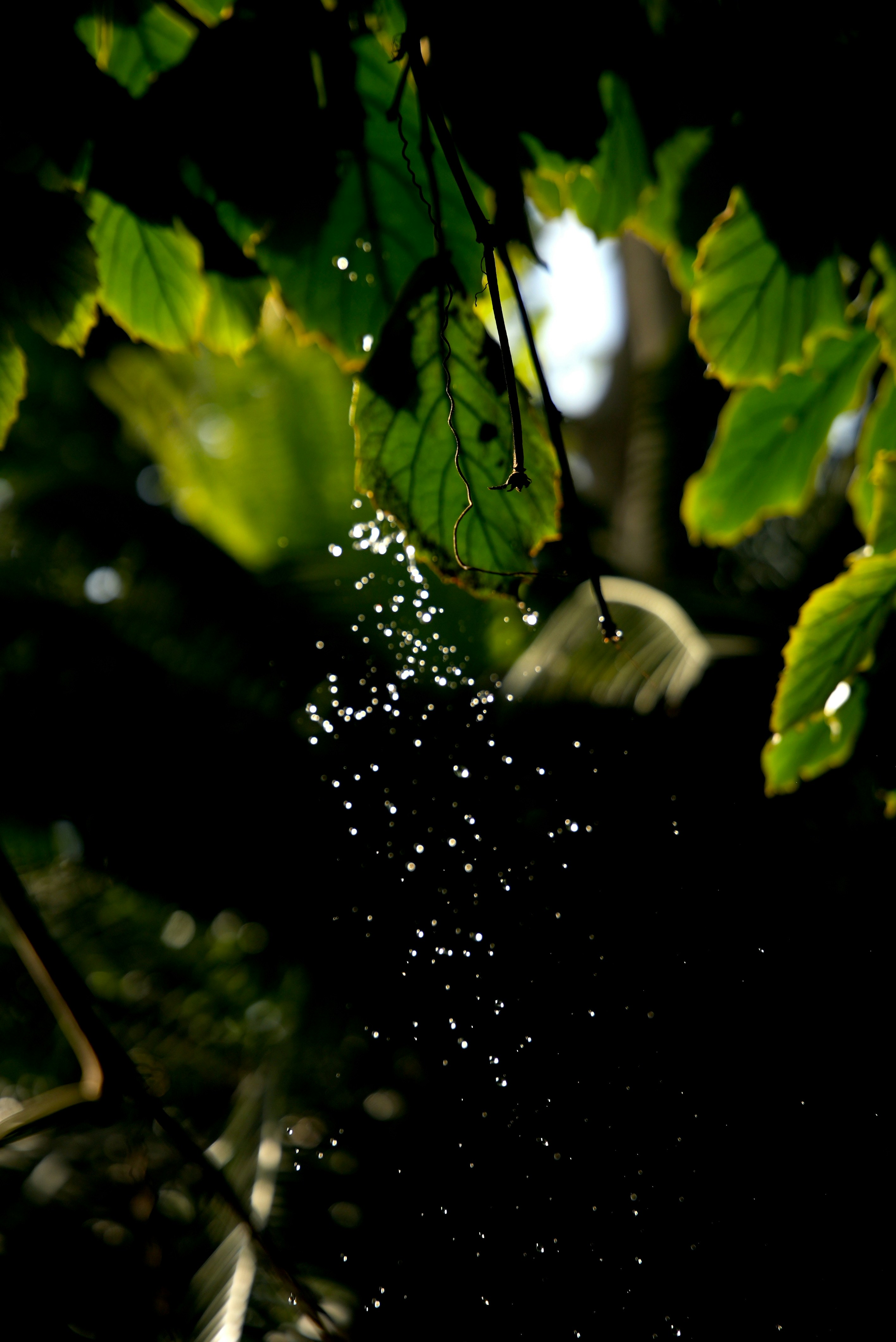 Dancing Night Drops: Light Beads on a Cascade of Leaves
