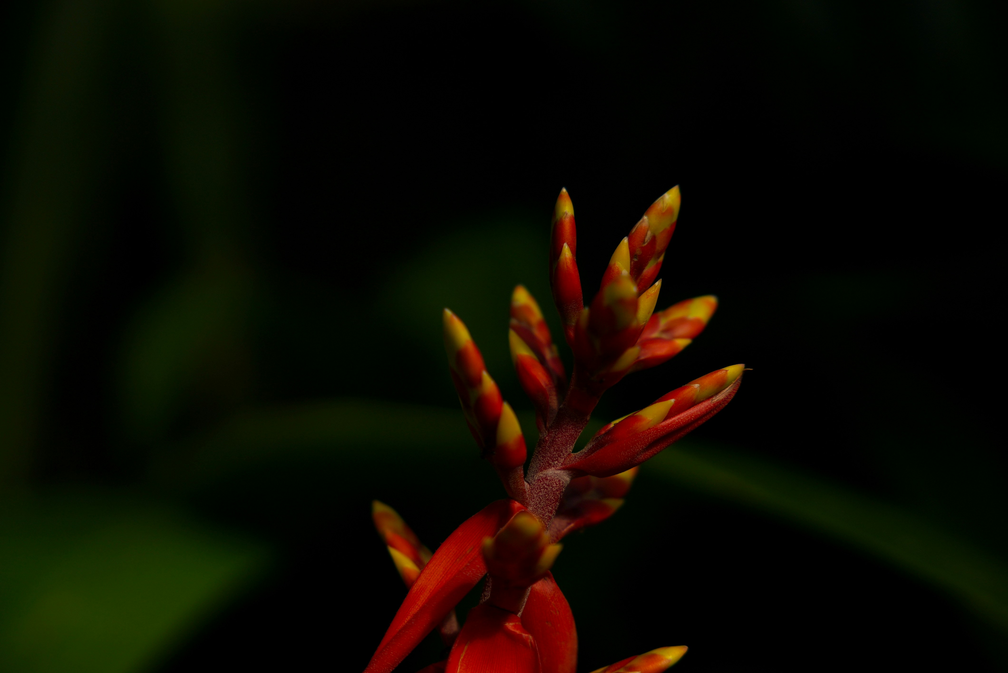Crimson Buds Against Velvet Night