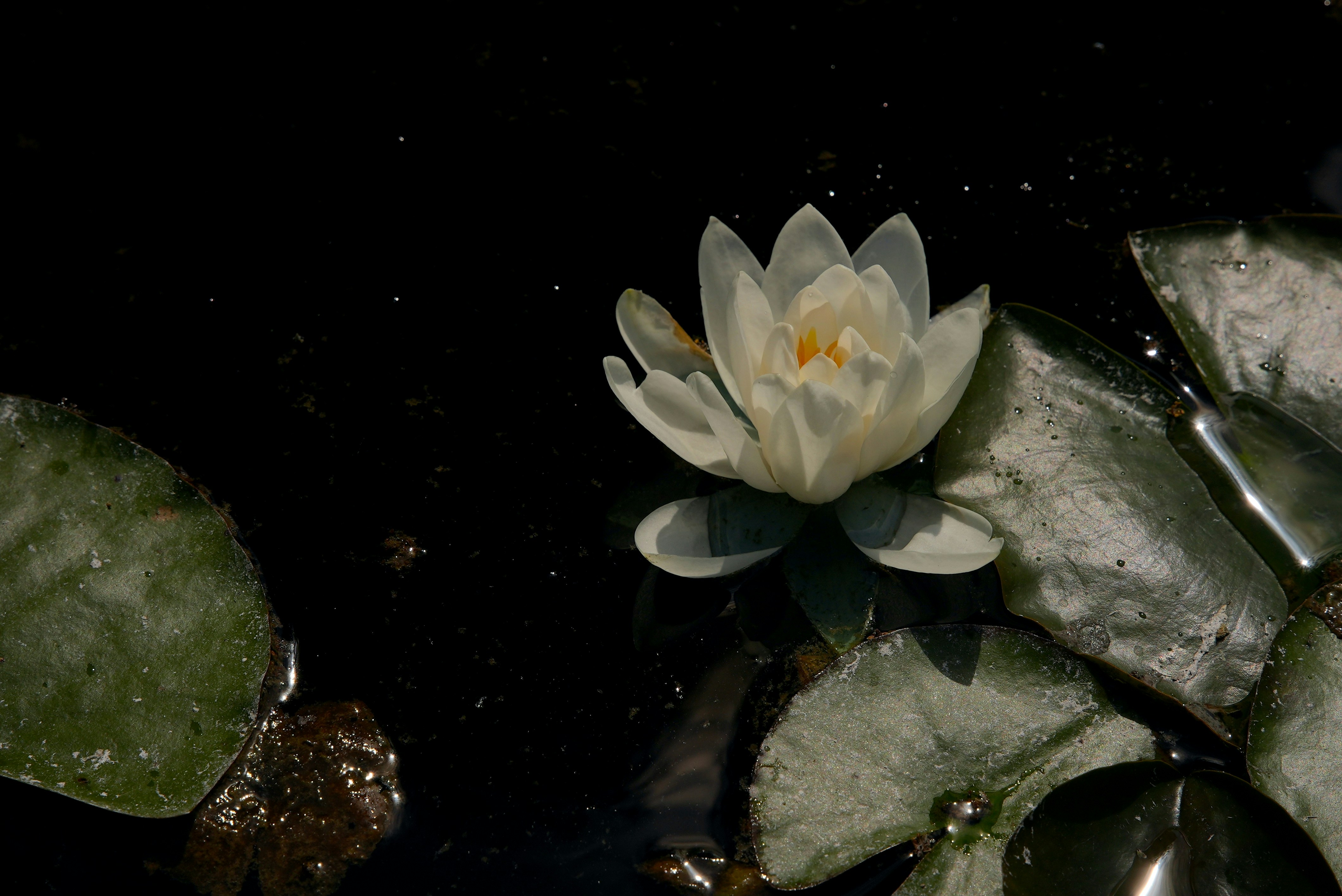 Solitary Lily afloat: a pale blossom in a midnight pond