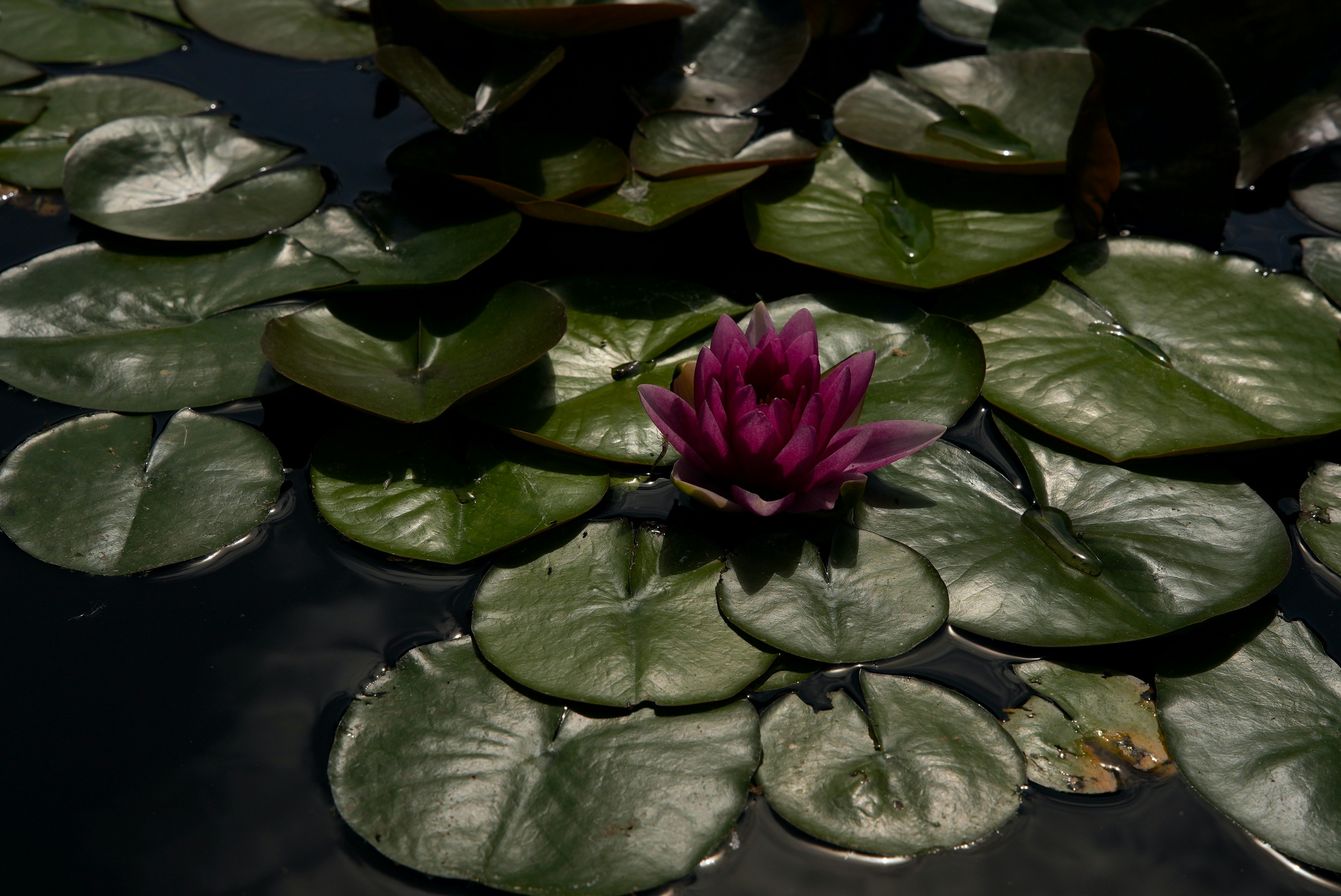 A Singular Violet Bloom Quietly Resting Among Lily Pads