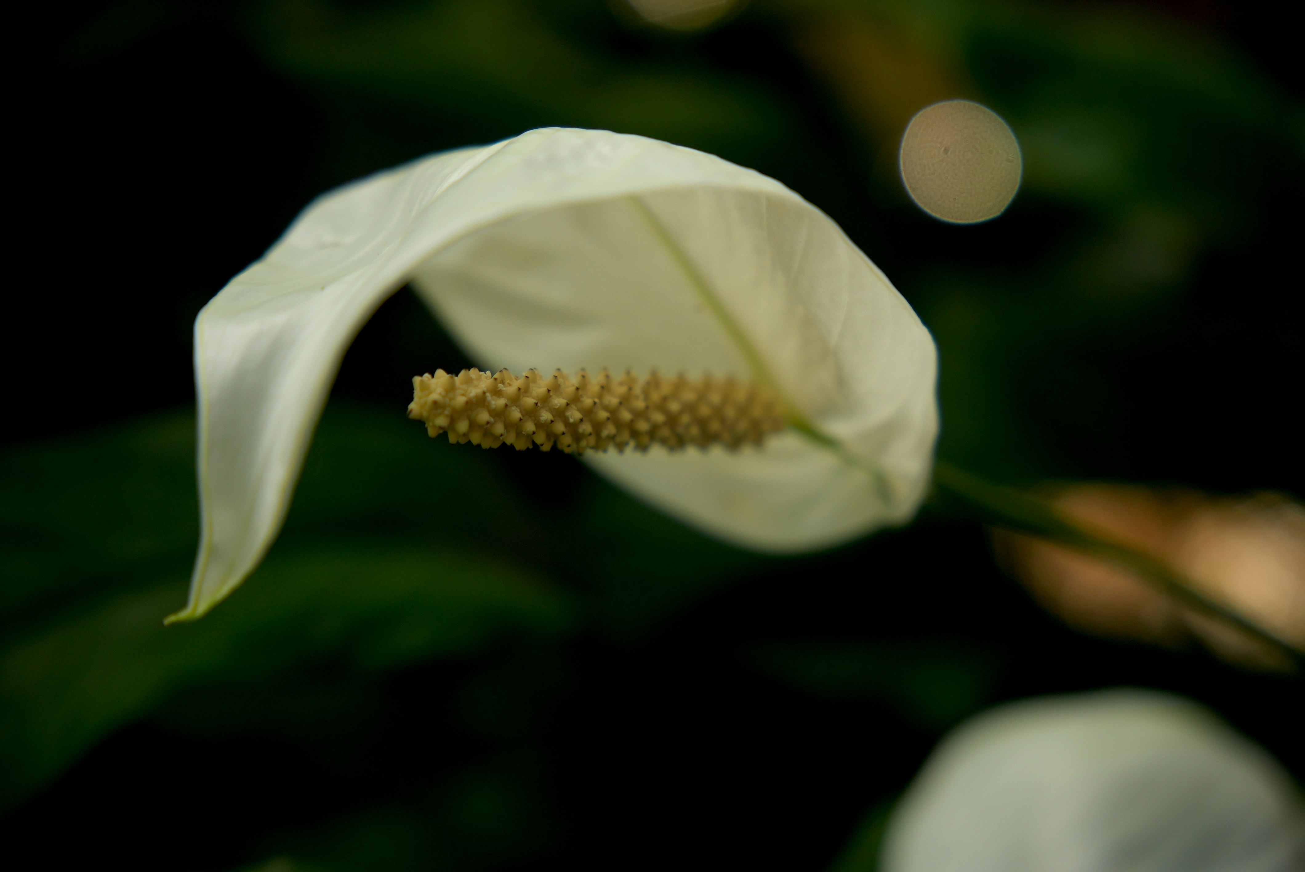 White Peace Lily Bloom in Soft Focus