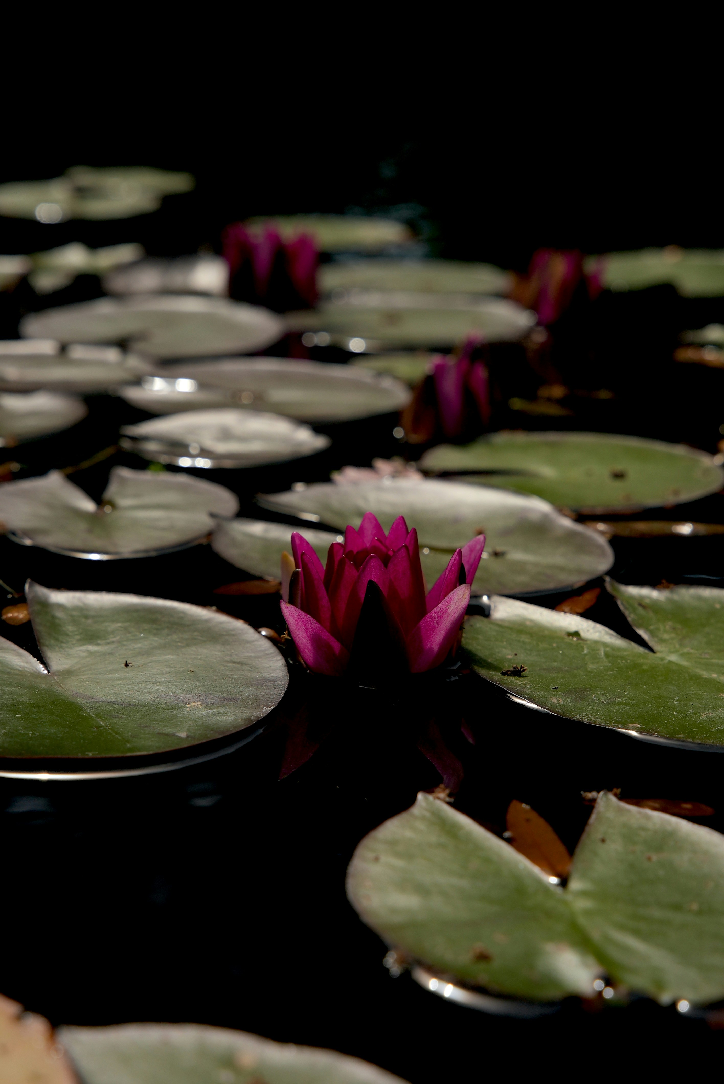 Pink Water Lily Emerges from Shadowed Pond
