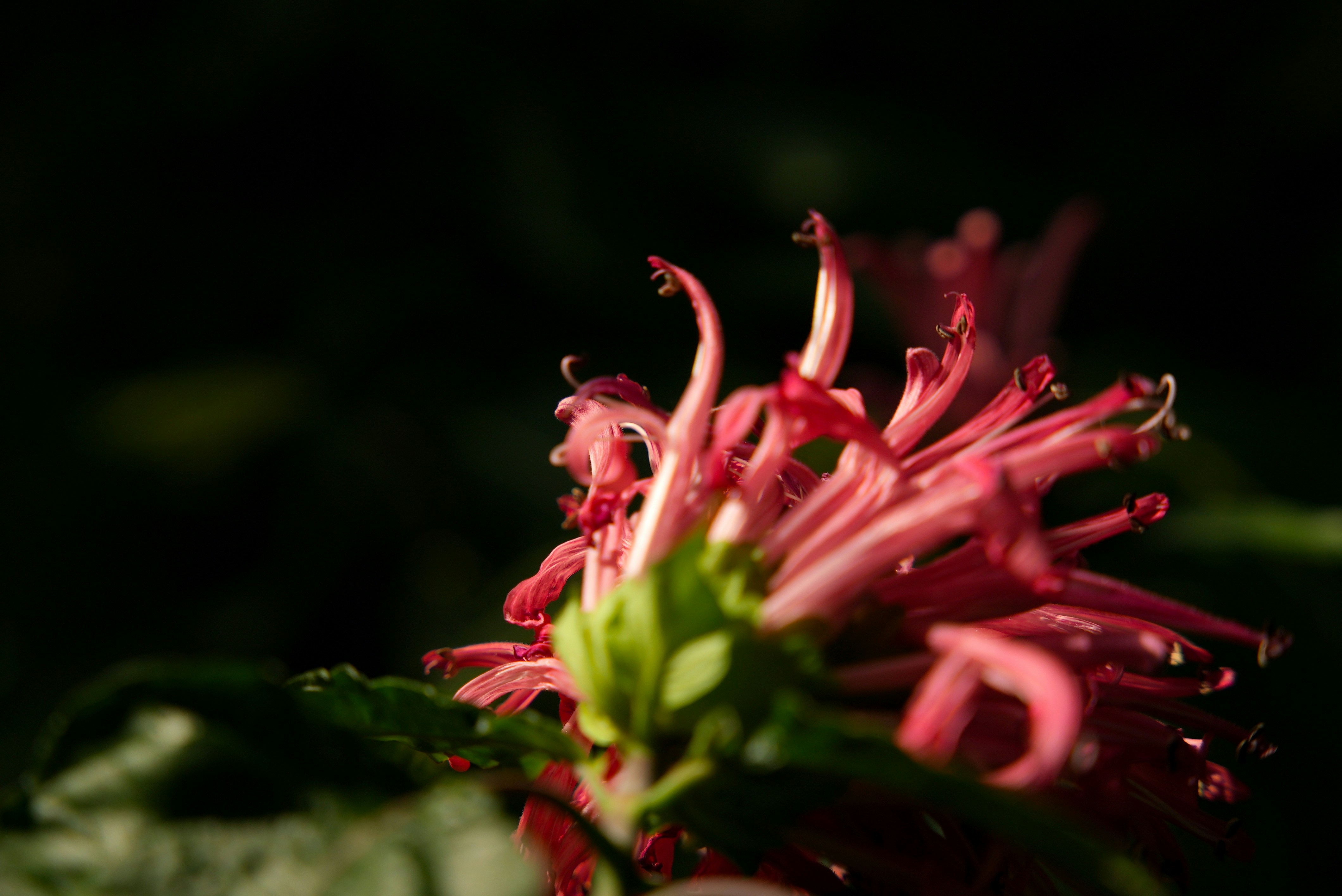 Pink Curves: A Close-Up of a Petal-Cluster in Shadowed Light