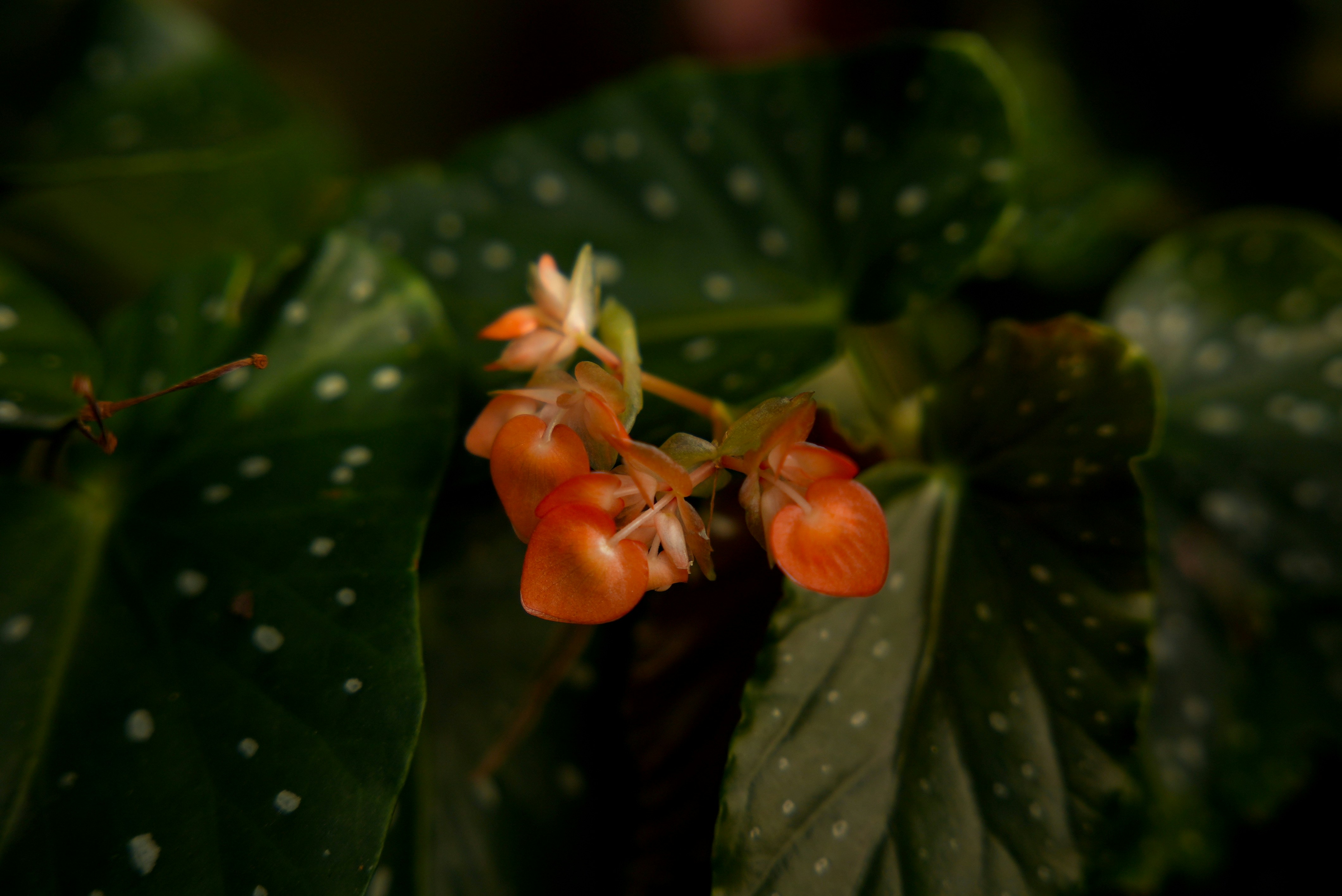 A refined close-up of a garden flower illuminated by soft natural light, revealing delicate layers of petals and subtle color gradients. The image conveys elegance, renewal, and the quiet complexity of botanical life.