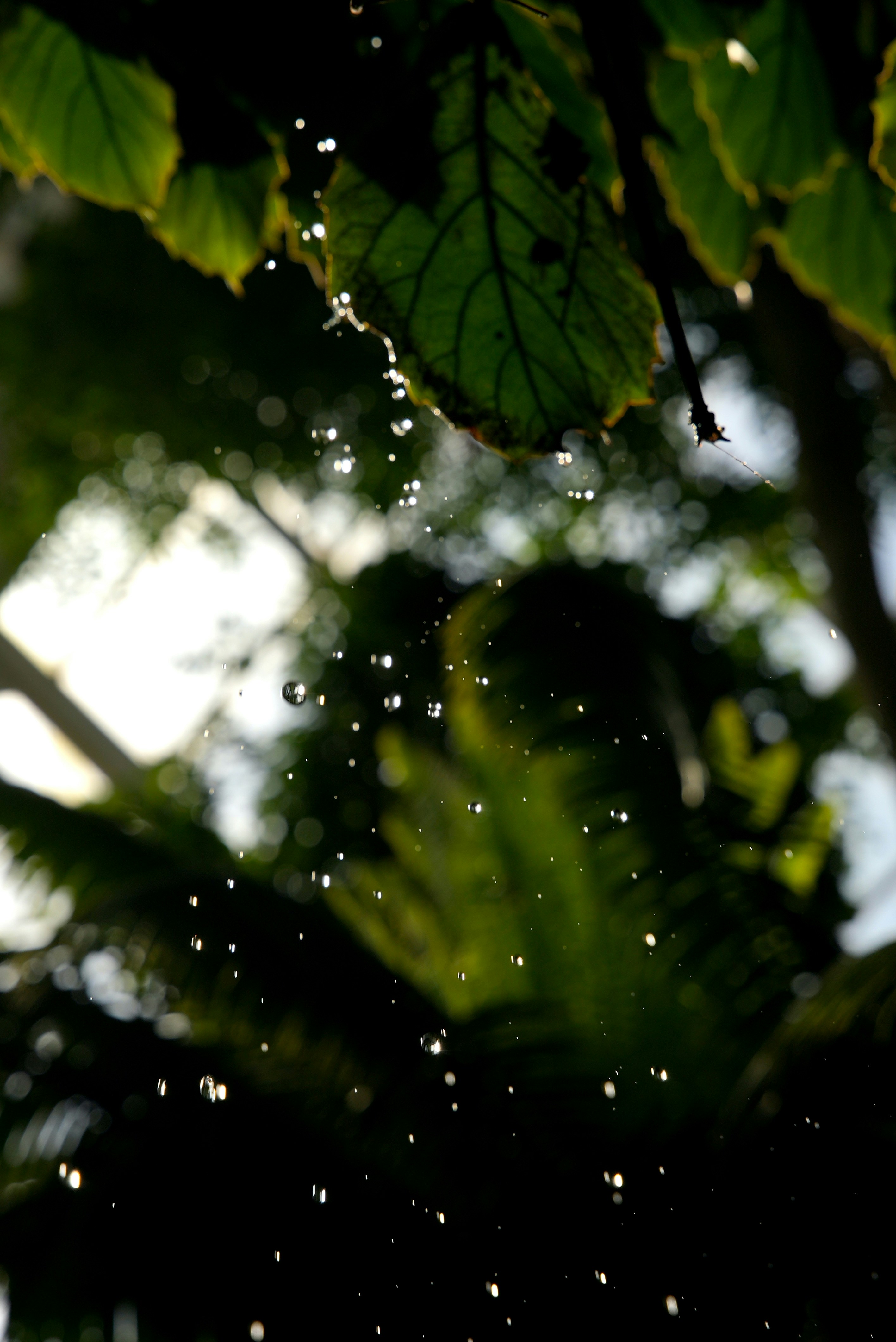 Water droplets falling from green leaves against a dark background