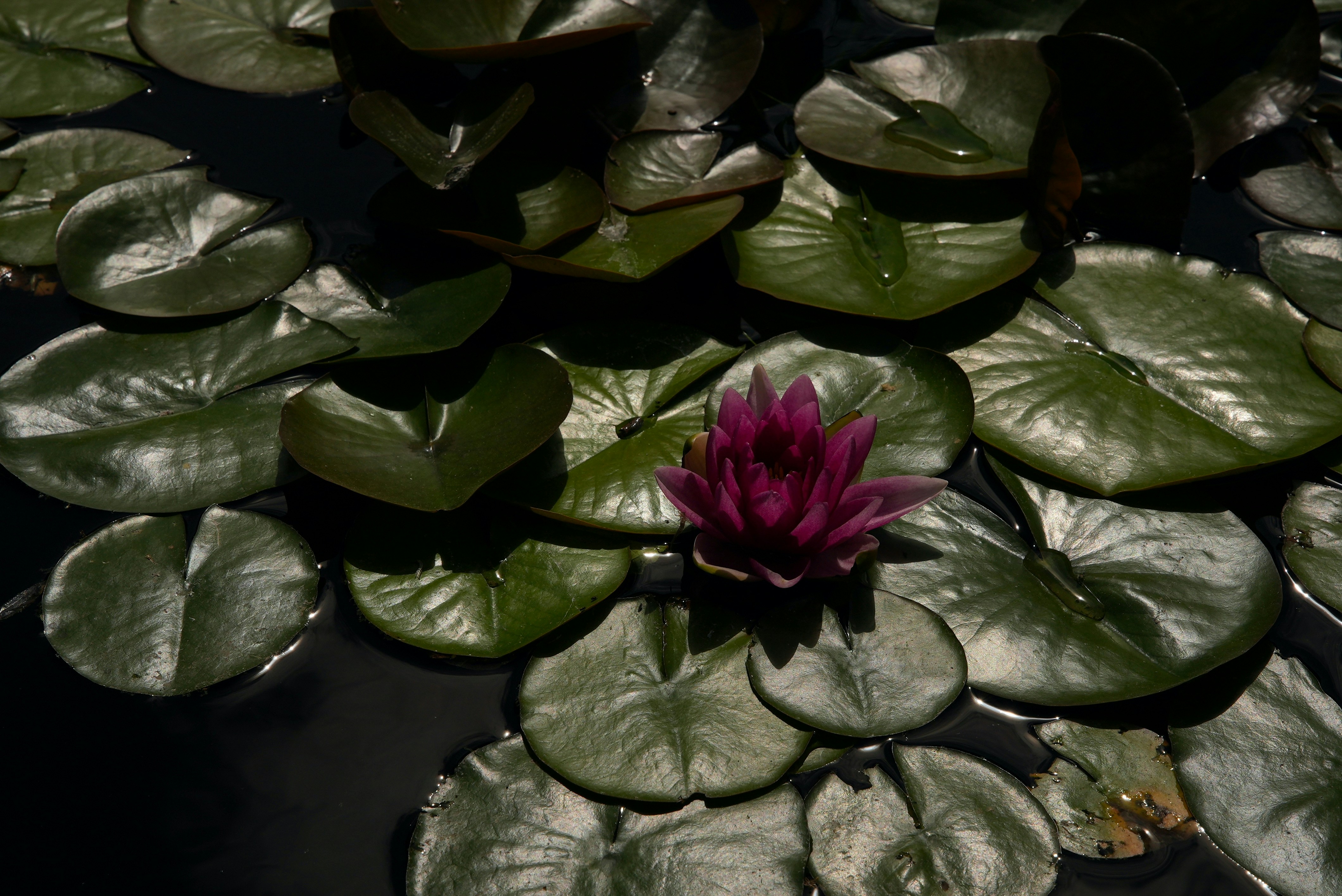 Pink Water Lily Amid Round Green Leaves