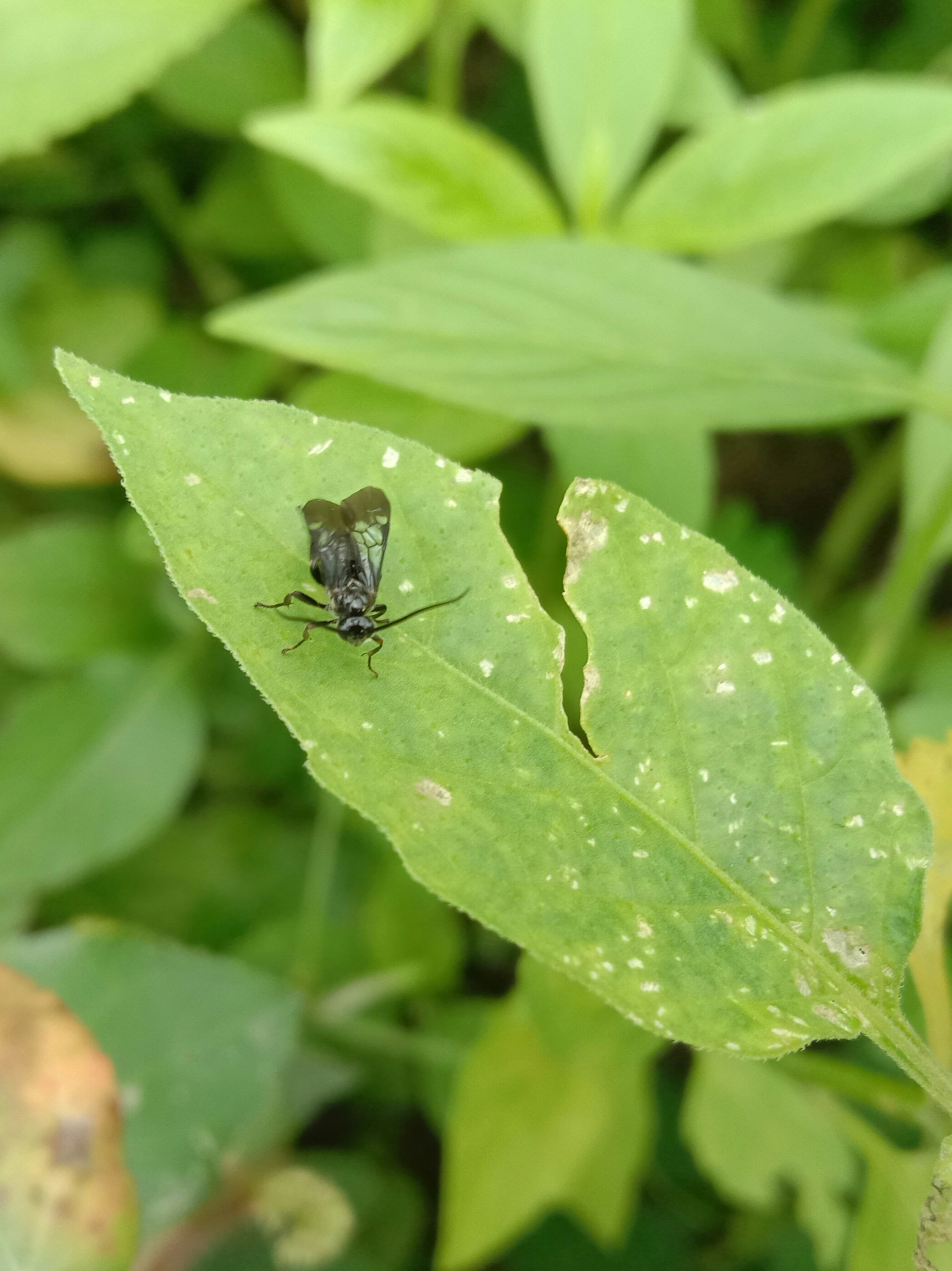 Small black insect on a broad green leaf with white specks, surrounded by blurred greenery; natural macro-like close-up emphasizing the subject and texture of the leaf.