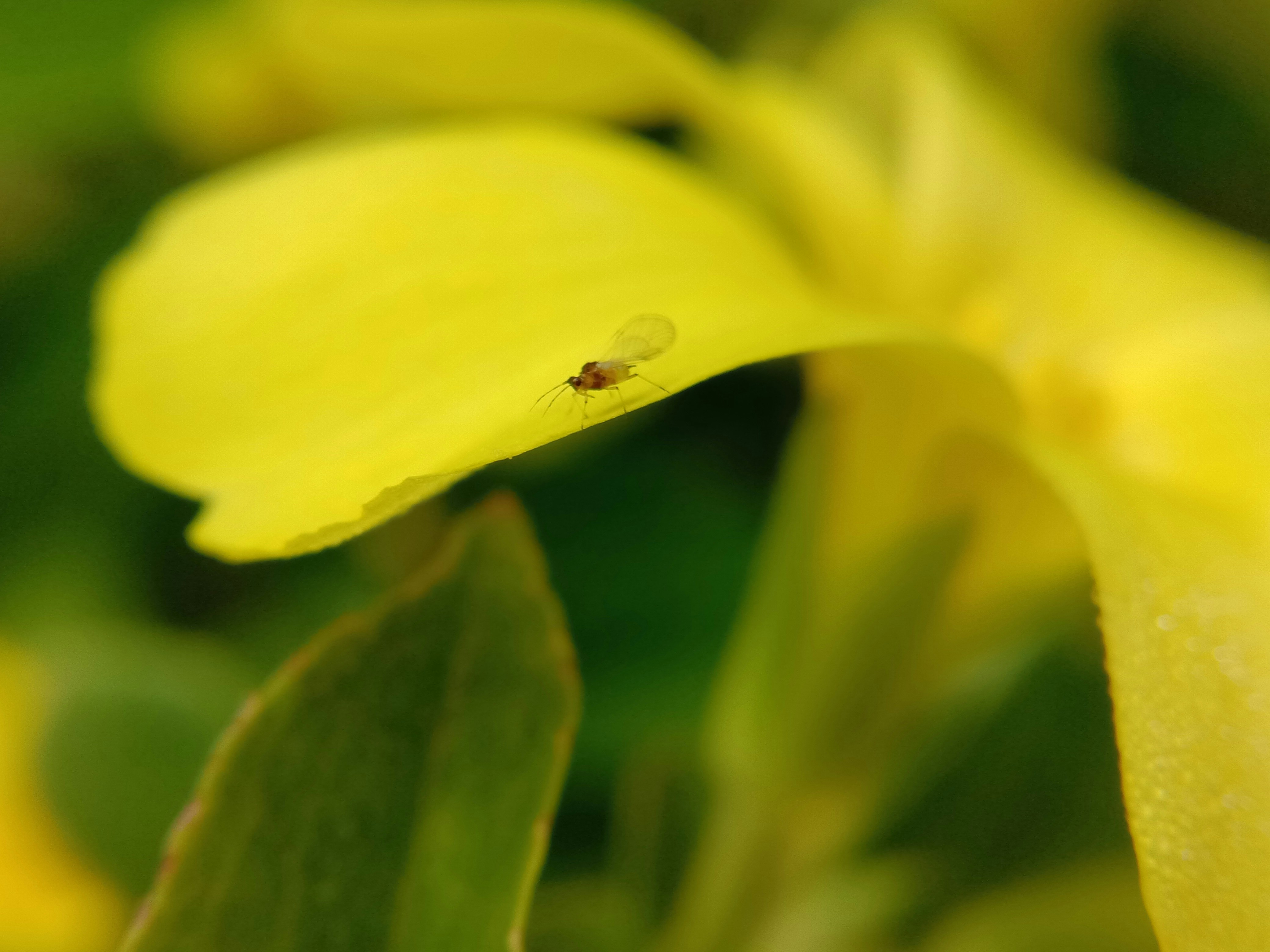 Tiny Trimmed Beacon: A Yellow Petal With a Micro Insect