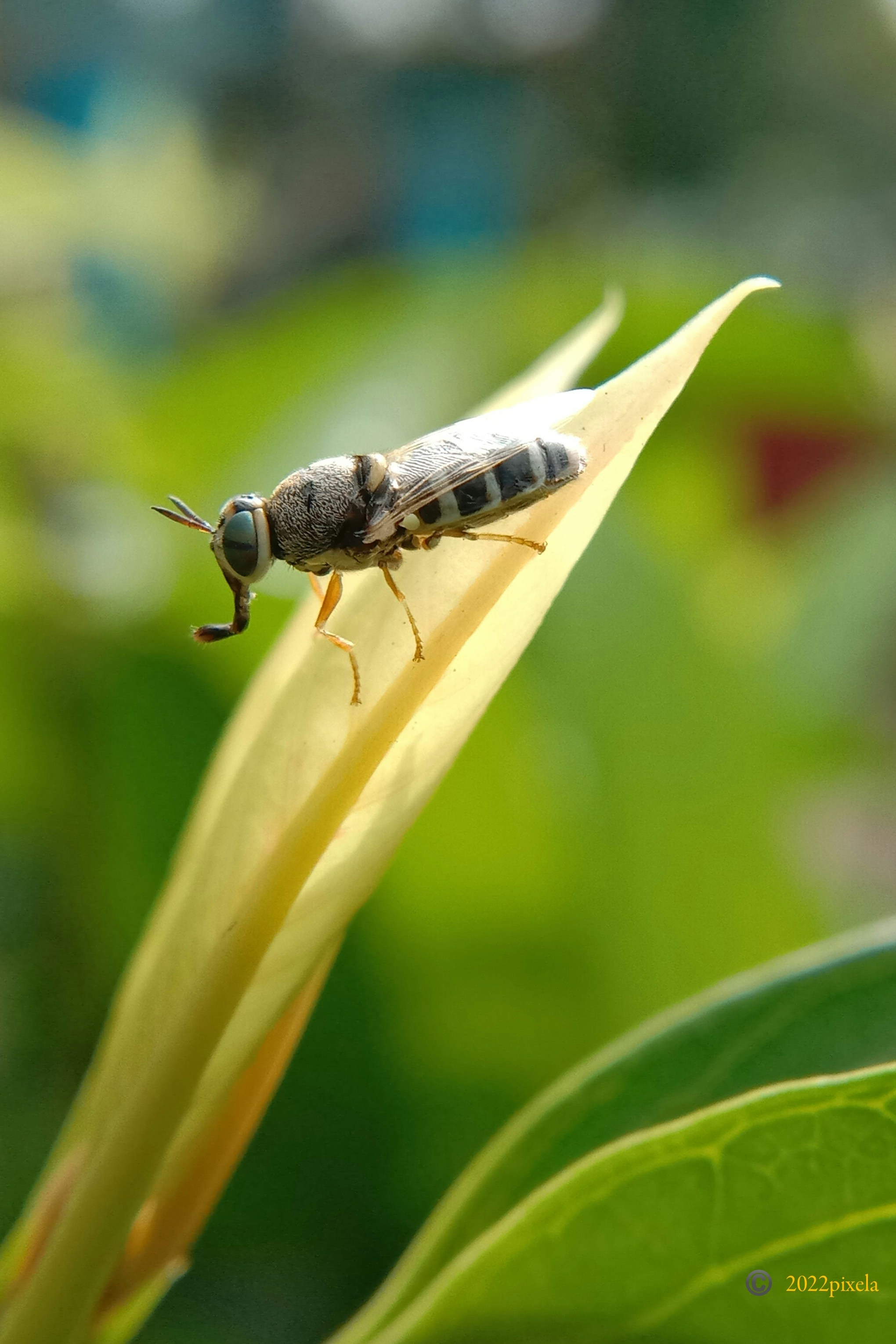 Hovering Precision: A Hoverfly on a Sunlit Leaf