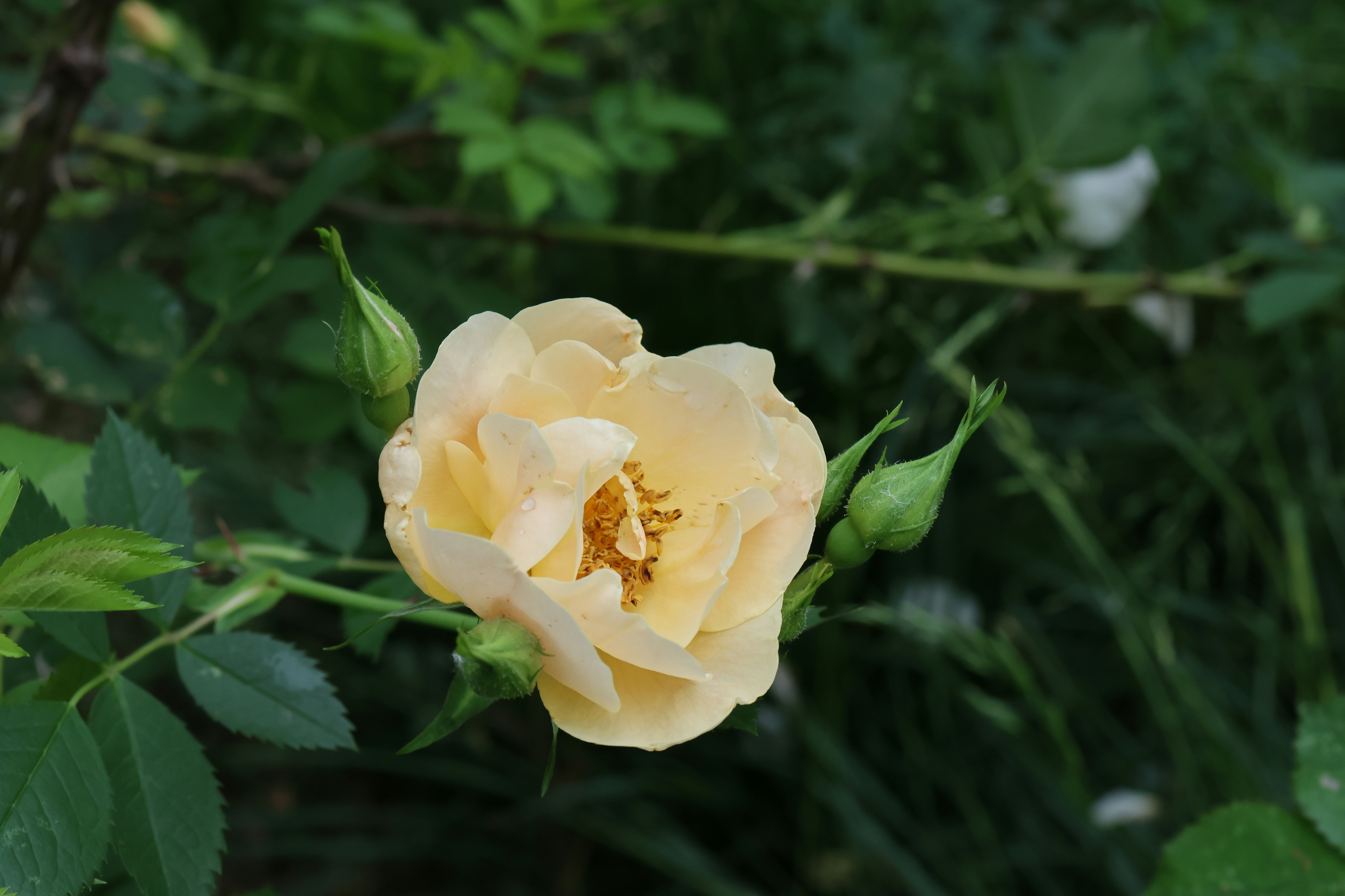 Cream Rose in Bloom: Soft Petals Against a Quiet Green Backdrop
