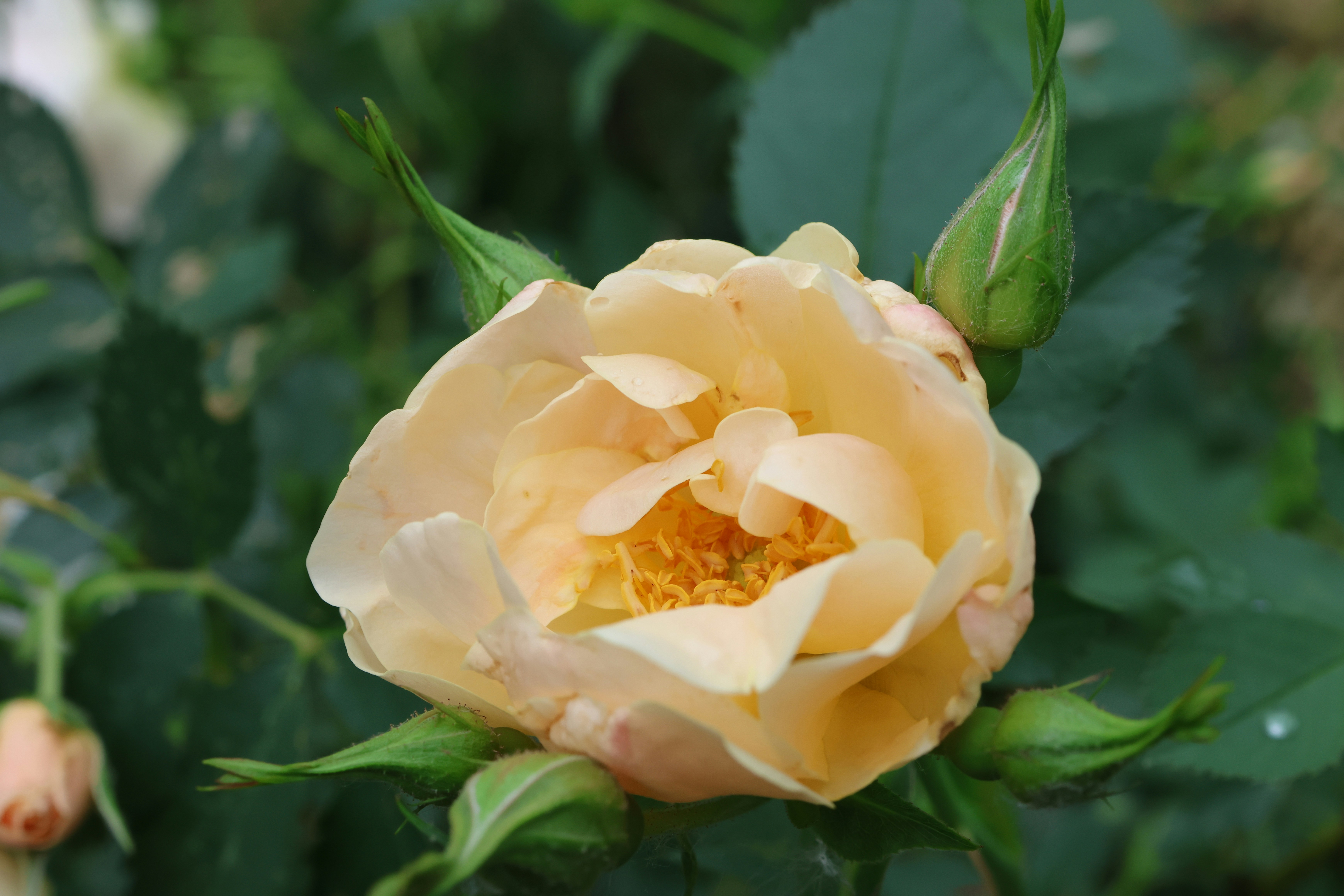 Soft Peach Bloom: a close embrace of petals against a leafy backdrop