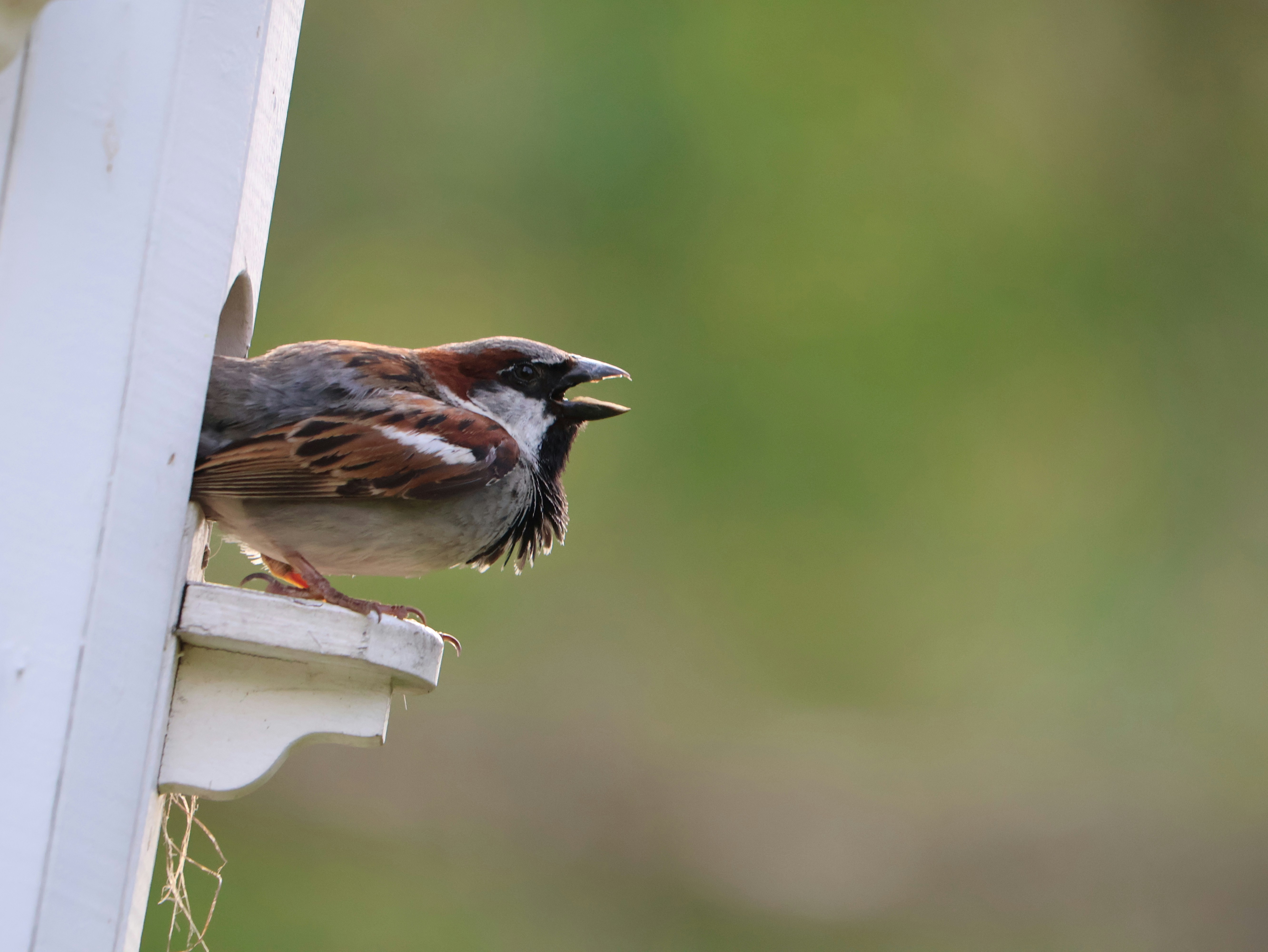 House Sparrow showing Spring excitement on their perch of the large white Amish bird house