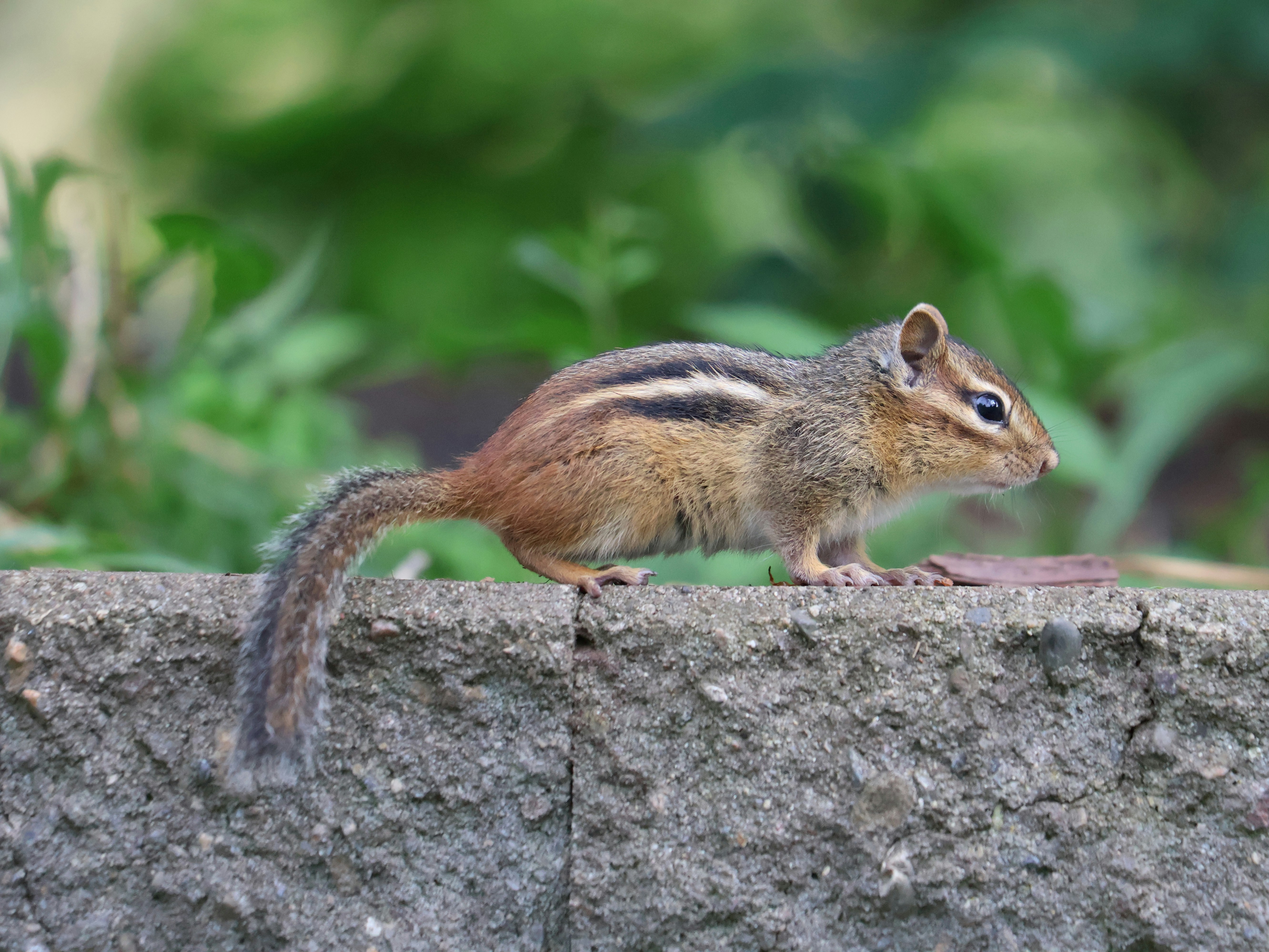 Chipmunk Scout on a Concrete Wall