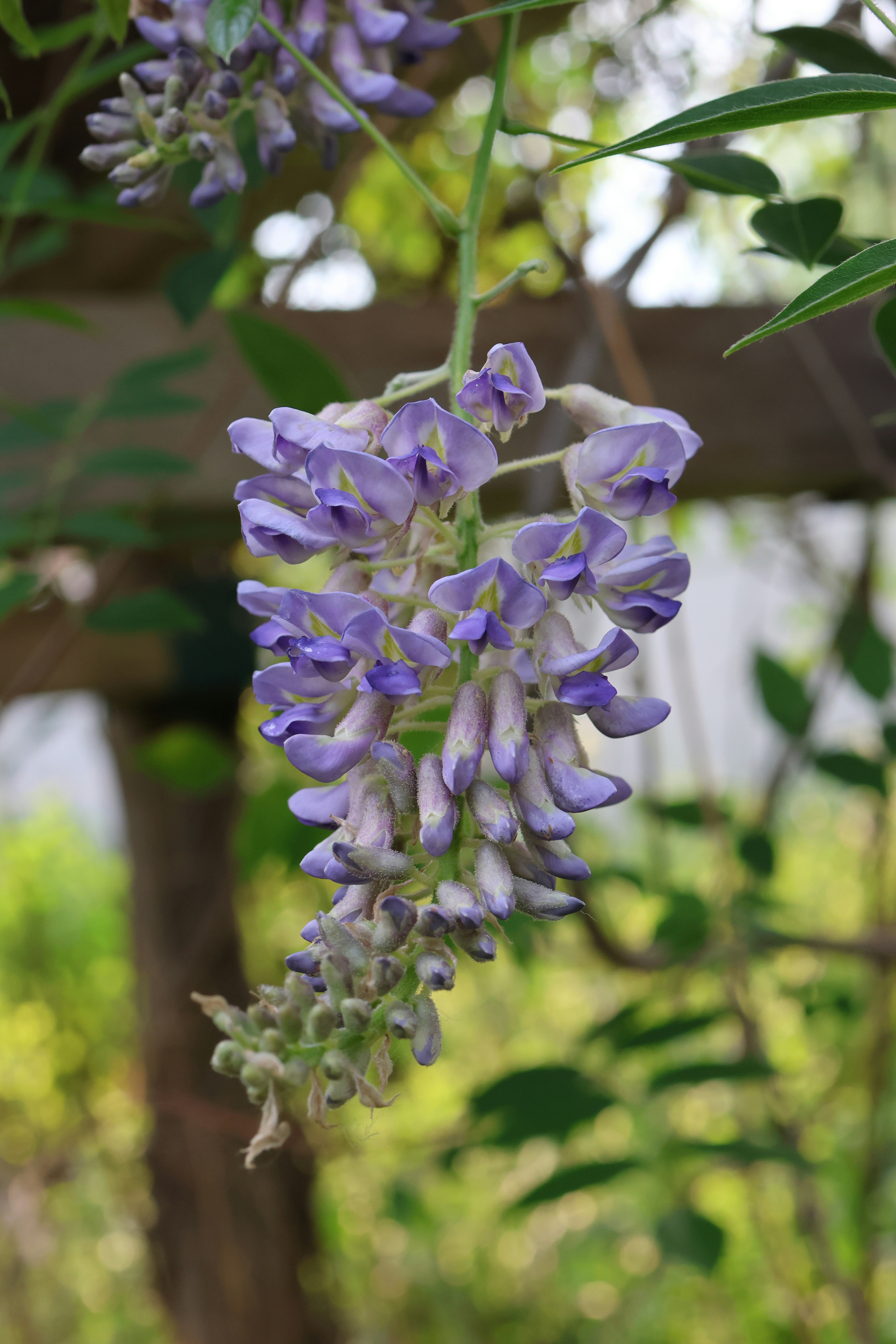 Blue Moon Wisteria flower