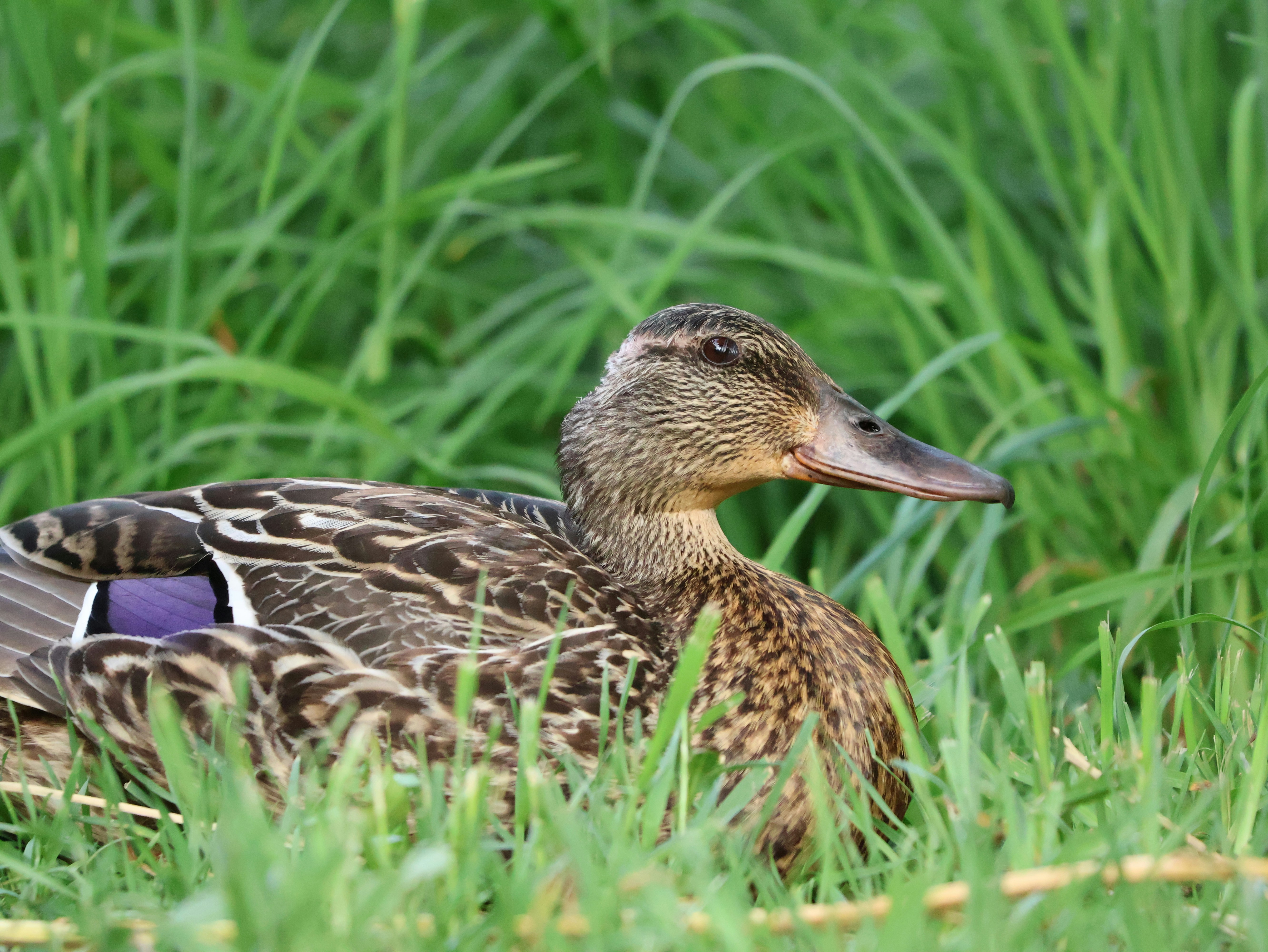 Quiet Duck in Sunlit Grass