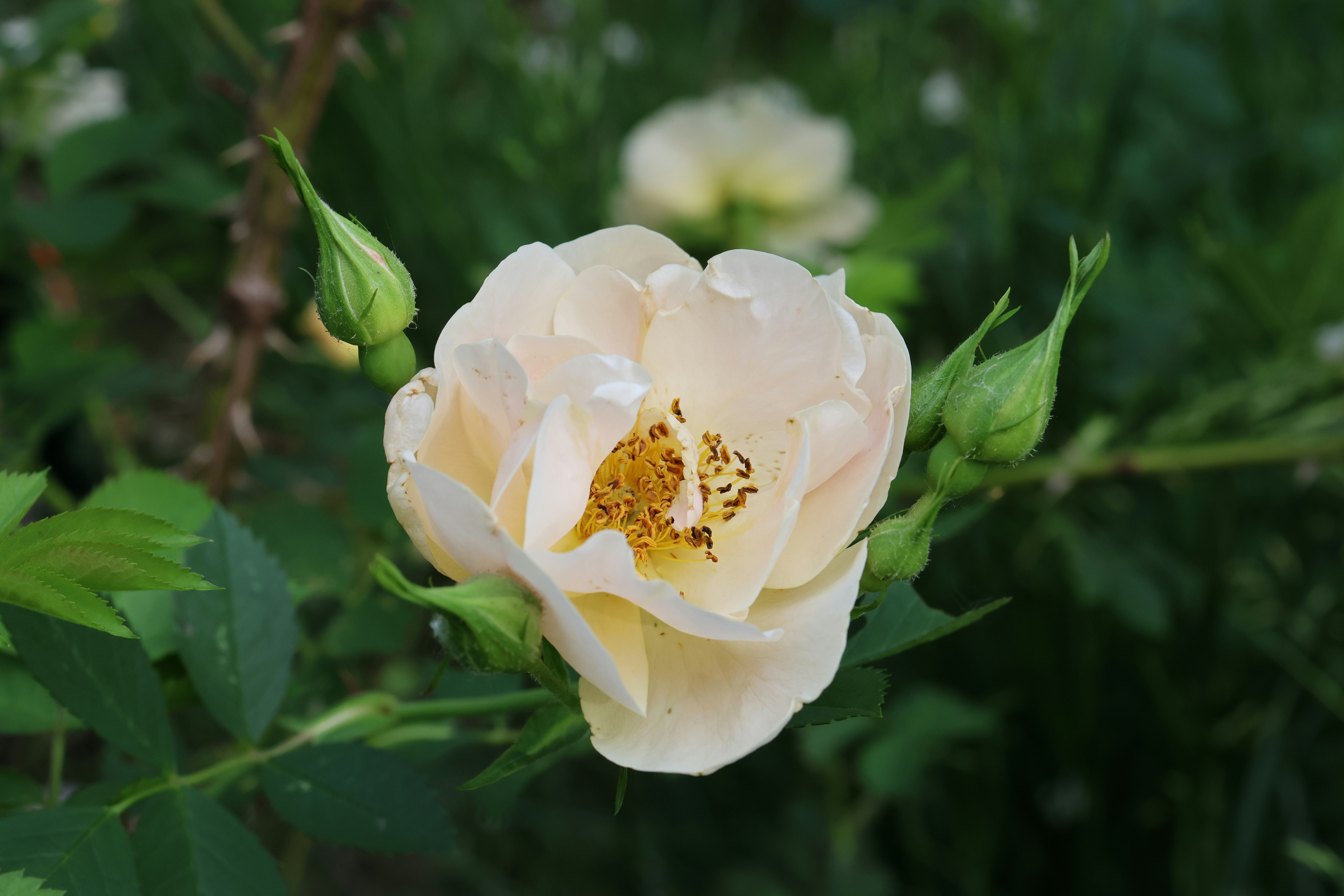 Blooming Ivory: Center Stage Rose with Buds in Quiet Garden