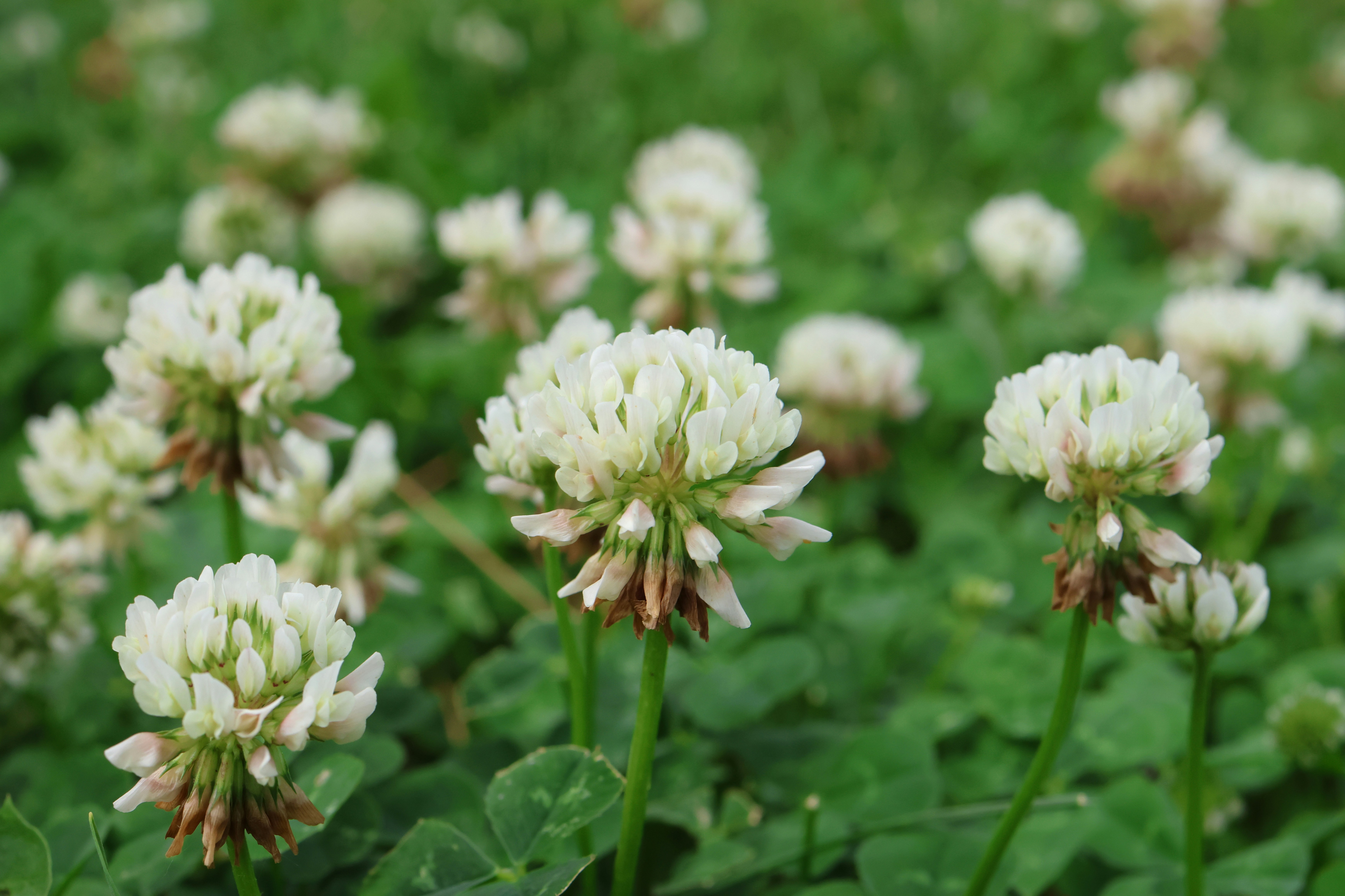 White Dutch Clover