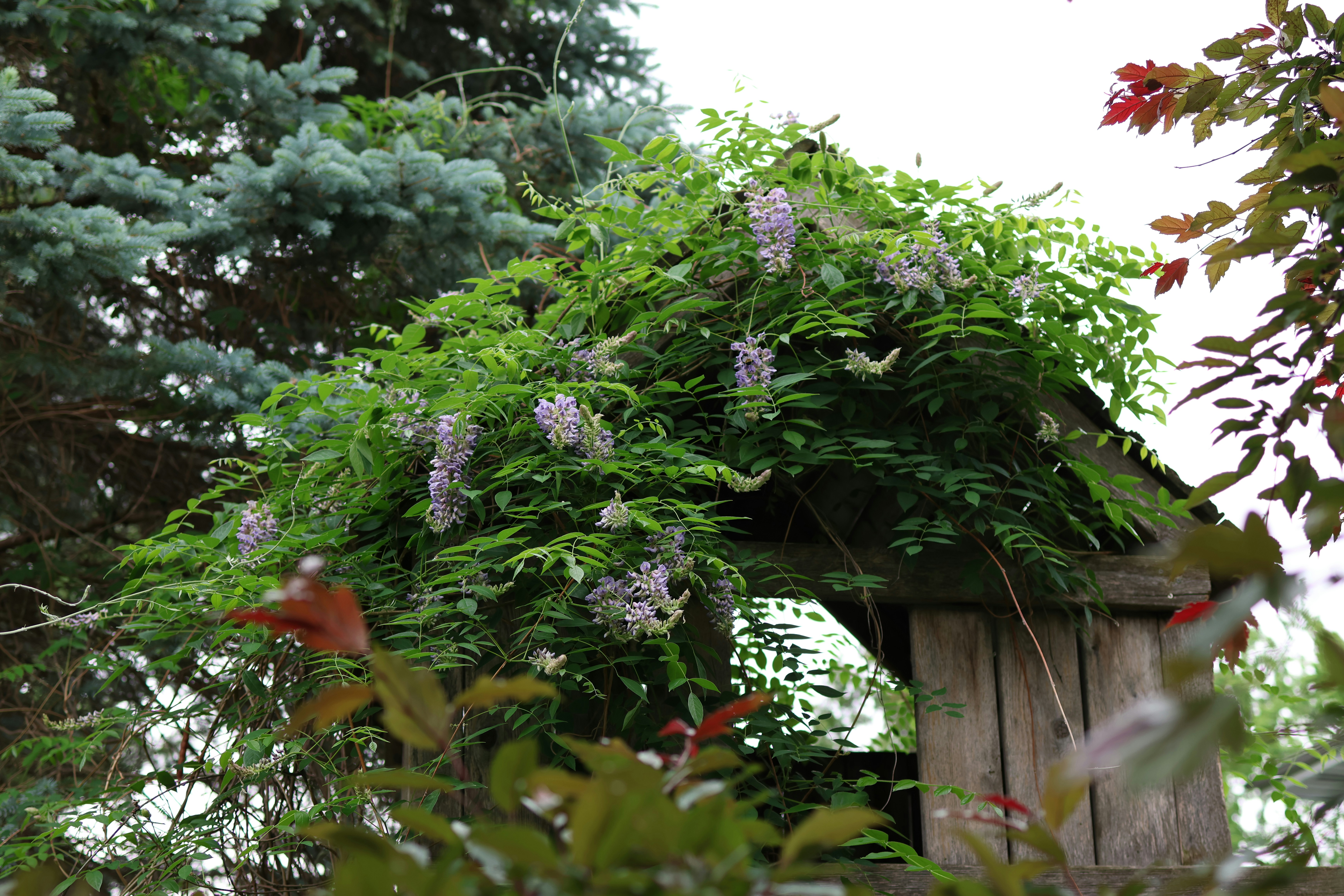 Vine-arched Garden Shelter in Bloom