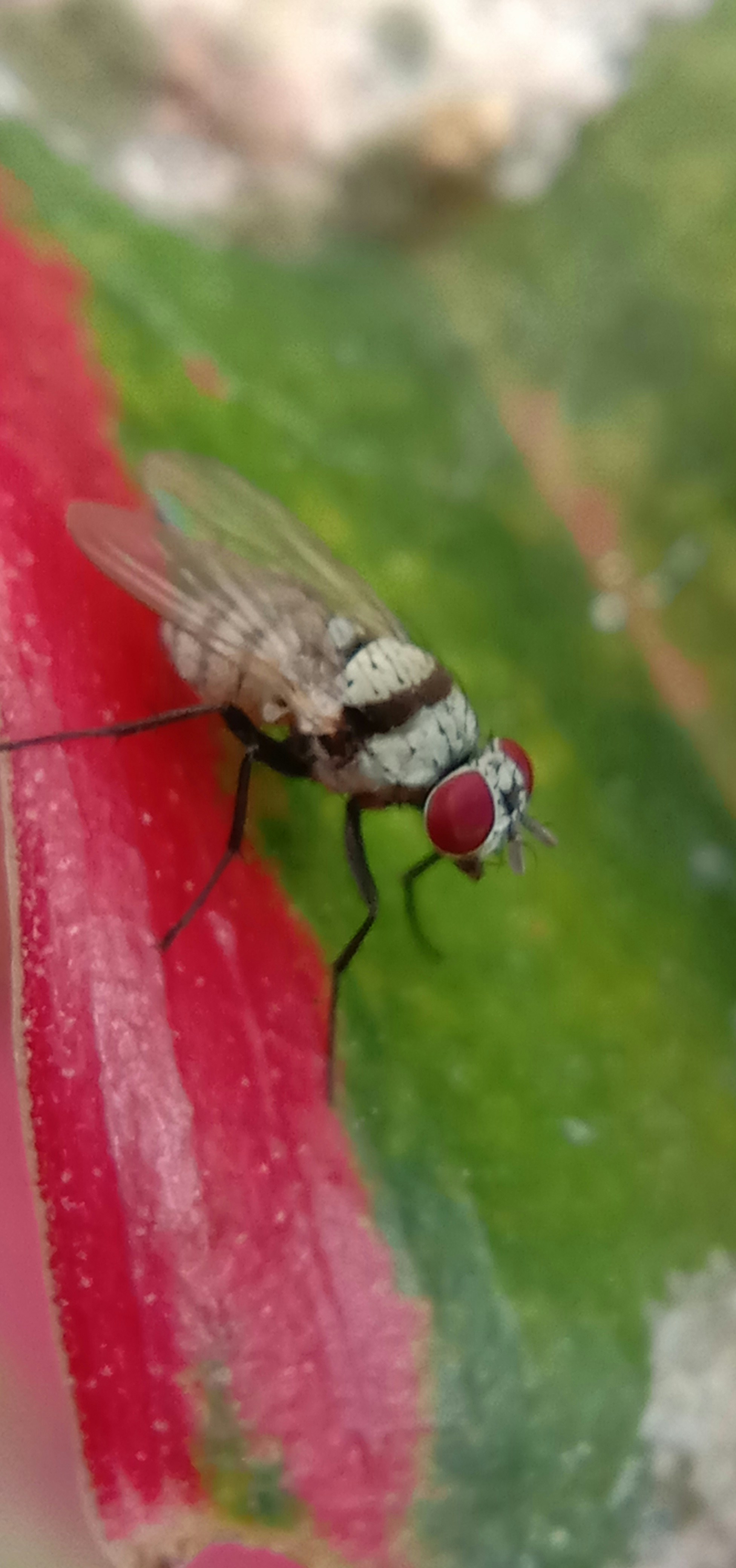 Hovering on the Red Petal: a fly under macro vision