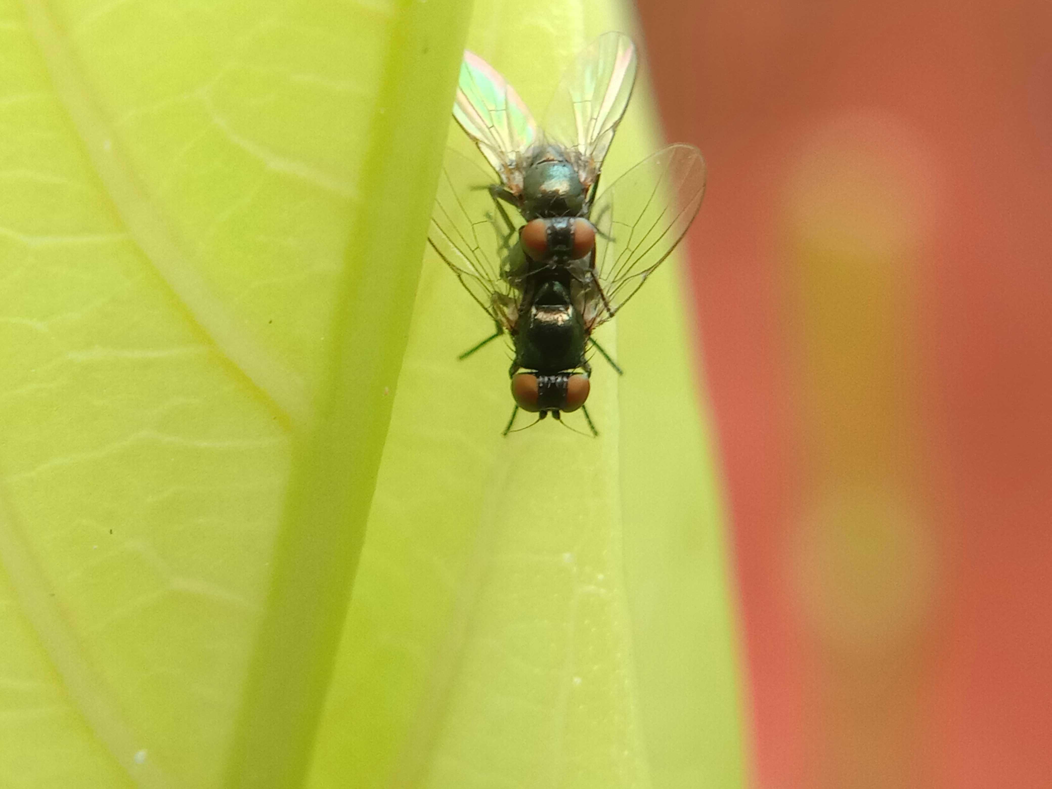 Two Fruit Flies on a Leaf: Close-Up Under Soft Backlight