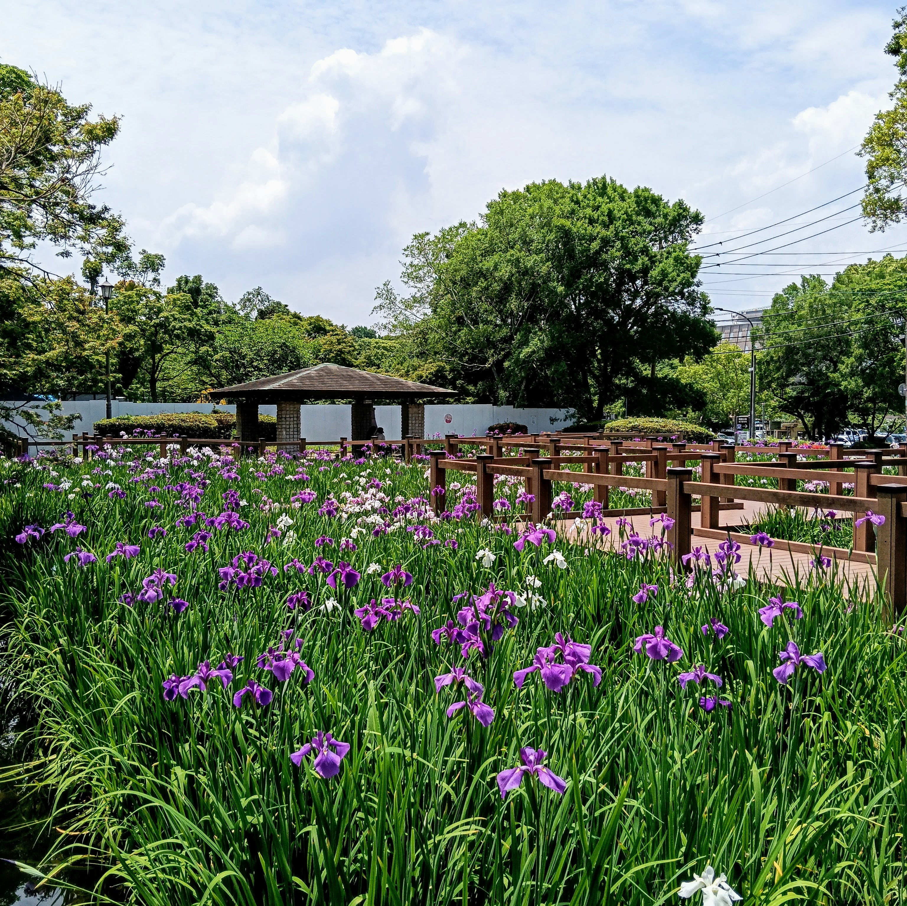 Purple irises bloom along a wooden walkway in a sunny park, with a small pavilion in the background. A calm, nature-filled scene showcasing a garden path under a bright sky.