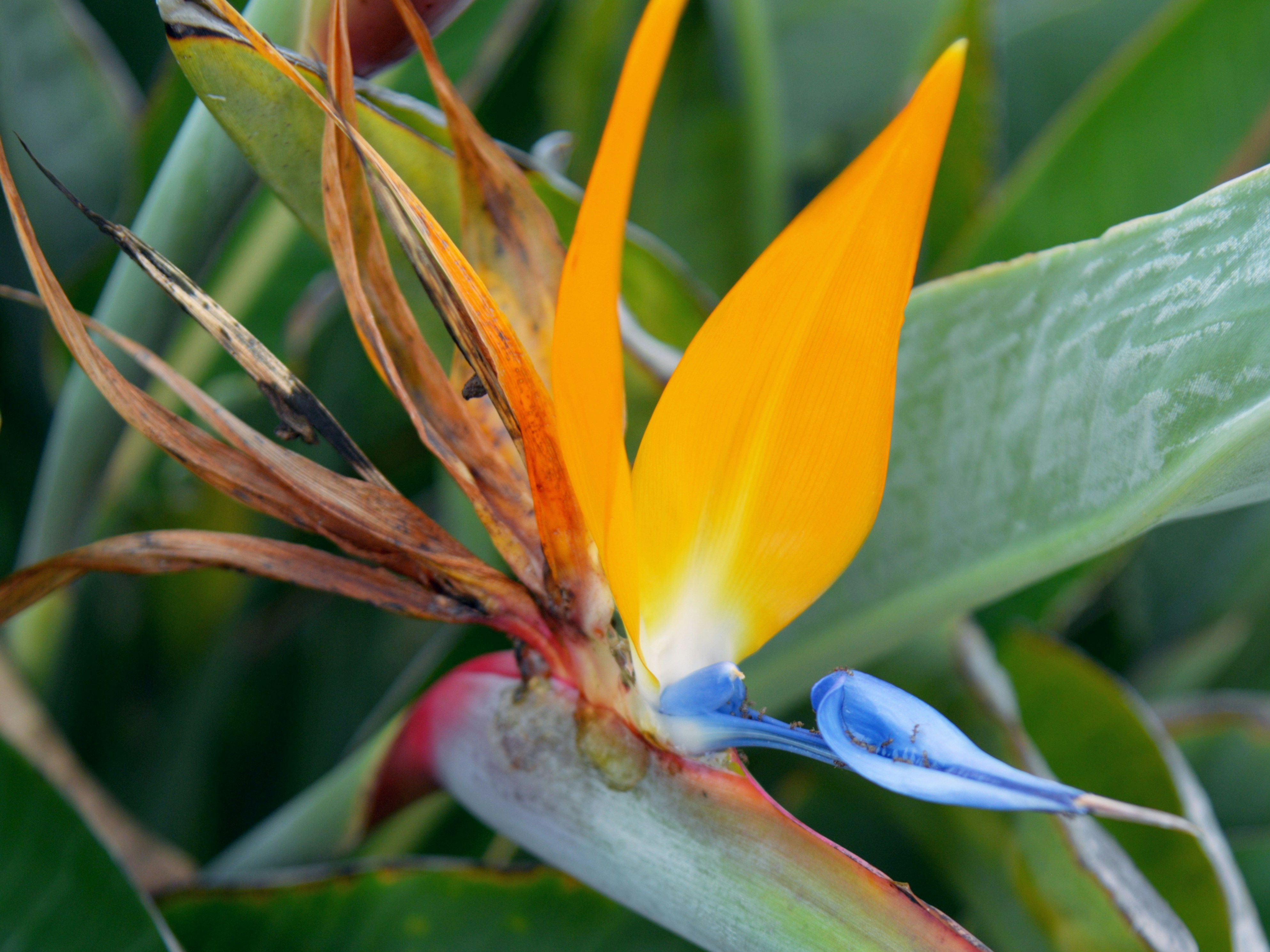 Bird of Paradise Bloom: Bold Orange Petals and Blue Stamen in Focus